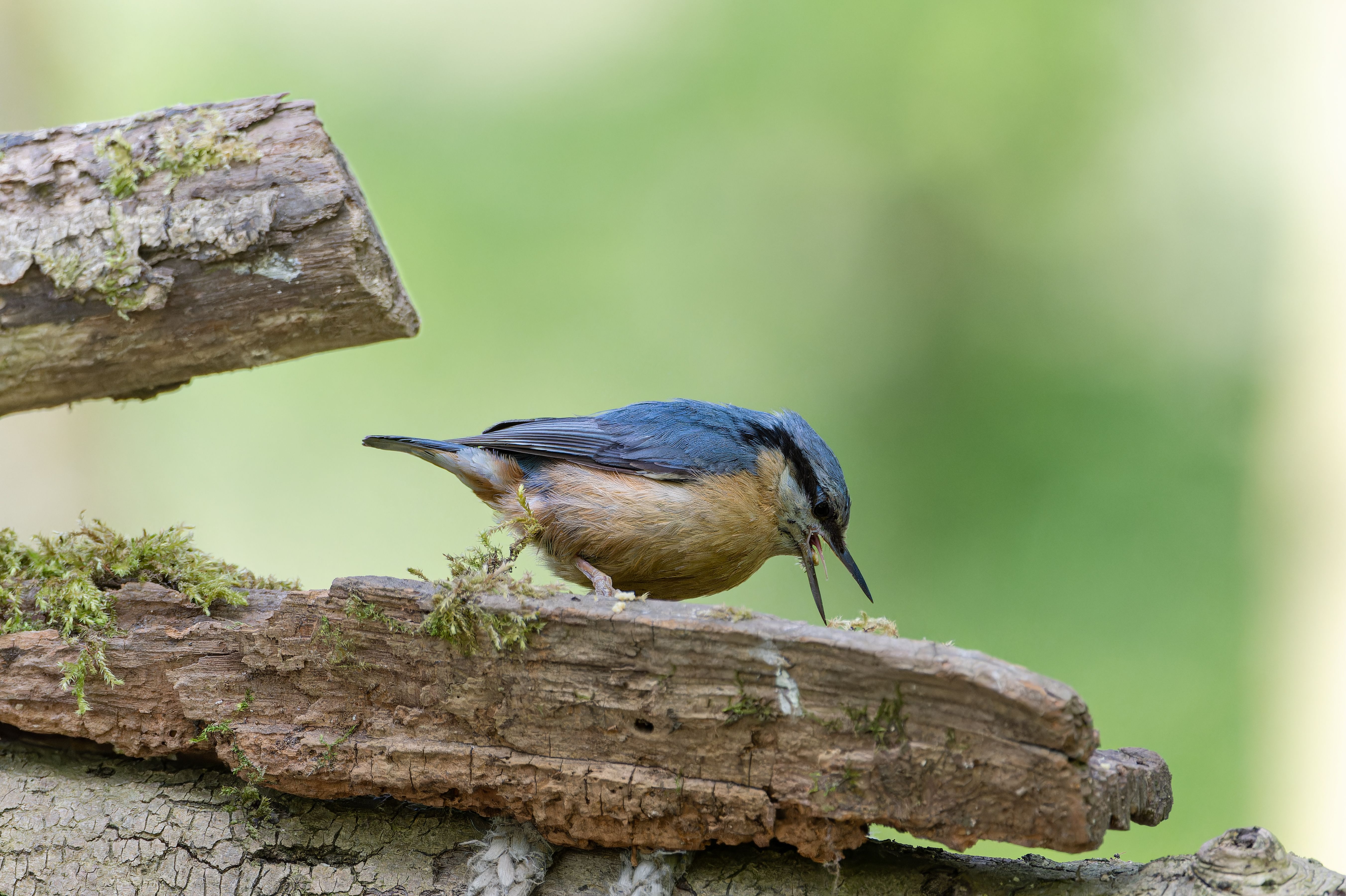 Small Nuthatch Bird · Free Stock Photo