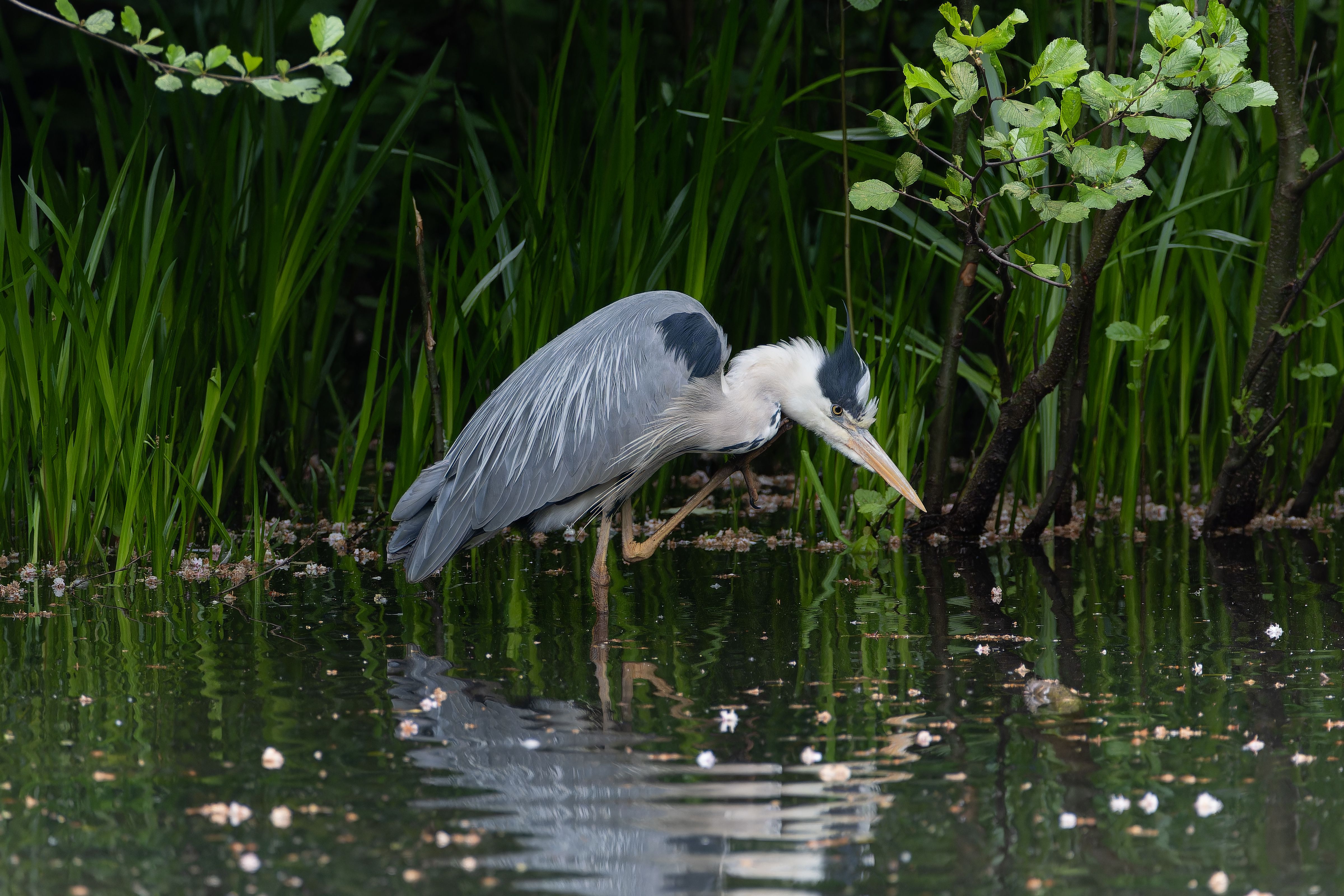 Bird Sound Photos, Download The BEST Free Bird Sound Stock Photos & HD ...