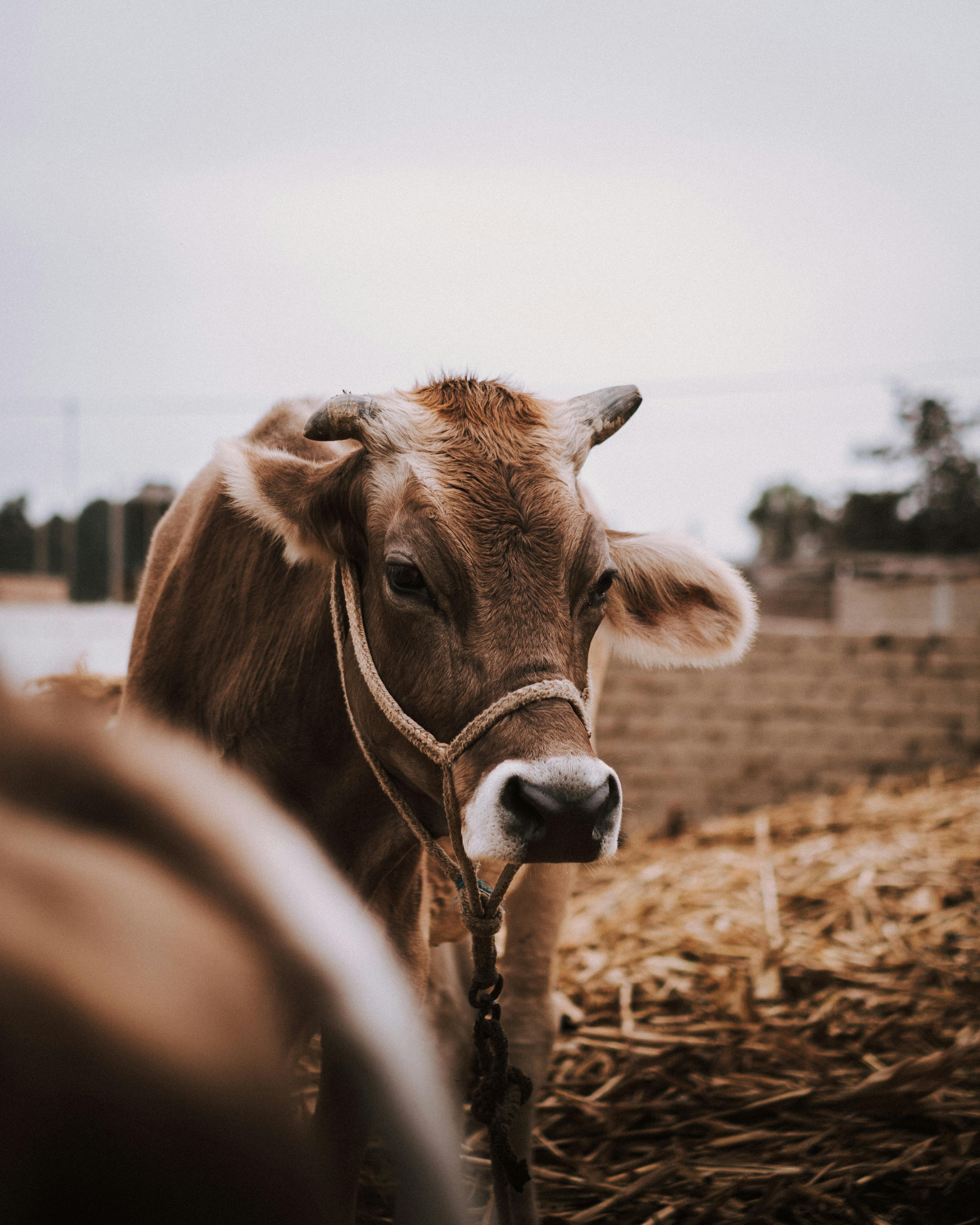 Close-up View of Cow Head · Free Stock Photo
