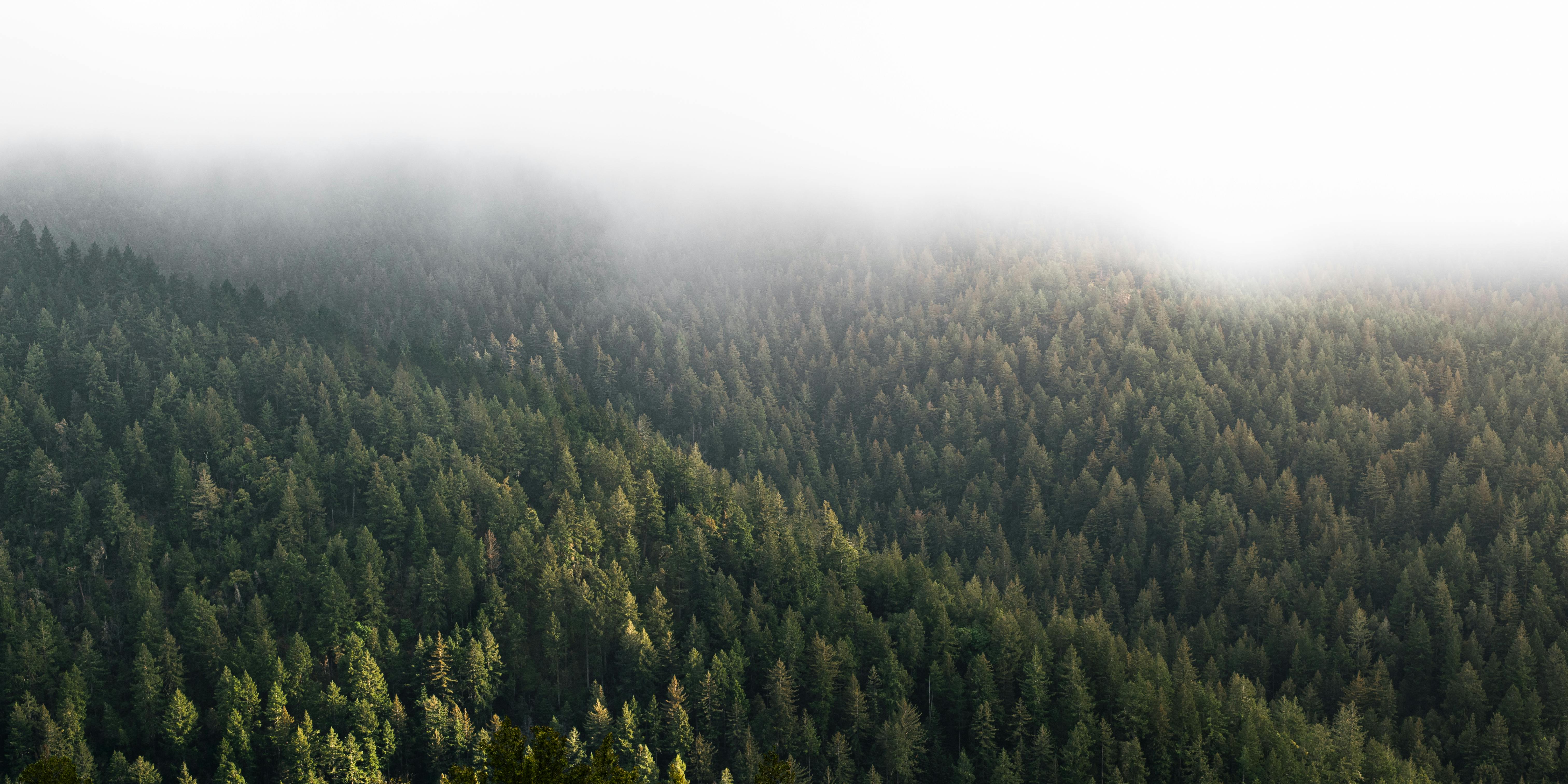 A foggy landscape with trees and fog · Free Stock Photo