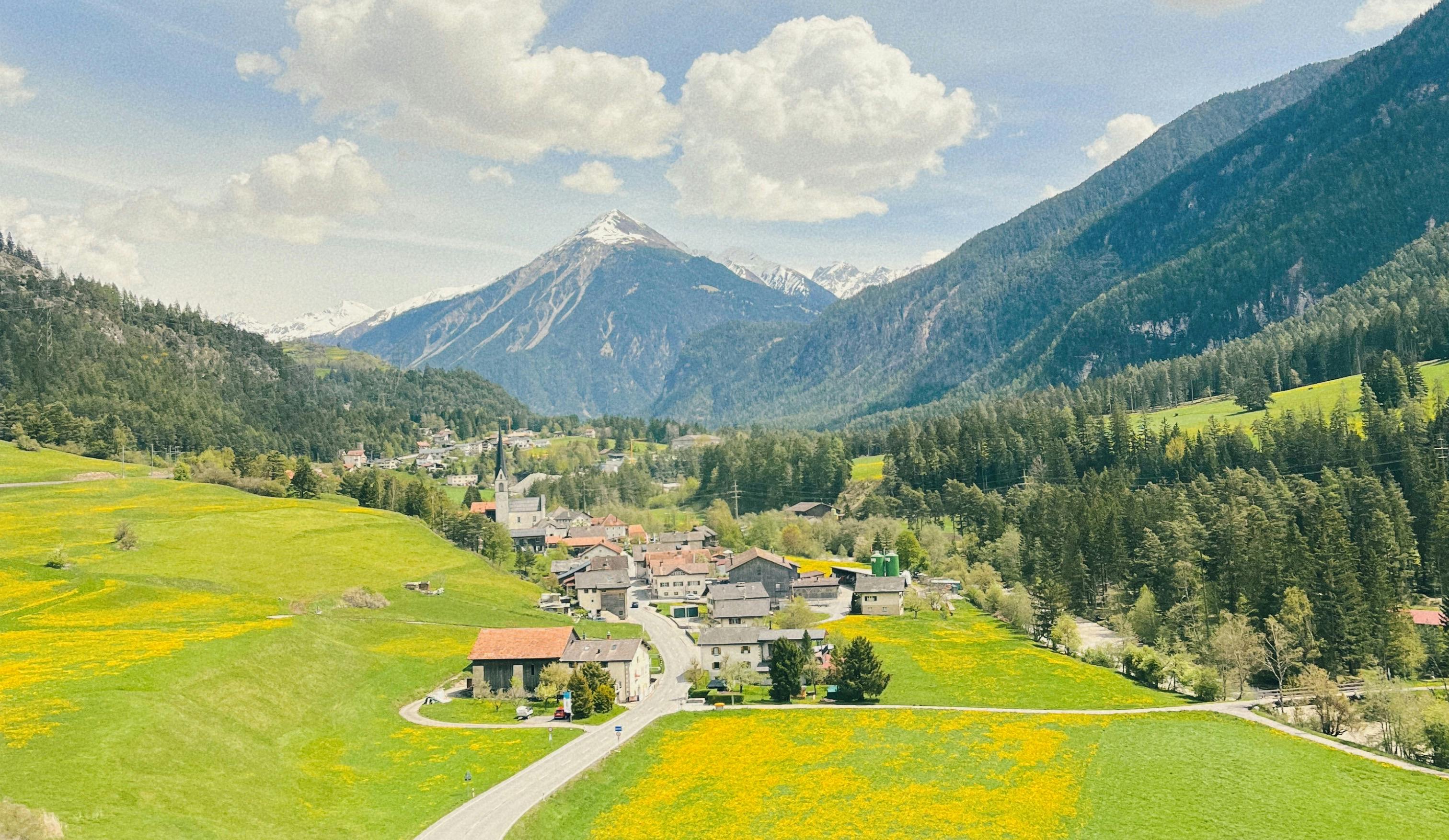 Daily Daisy - Fotografía