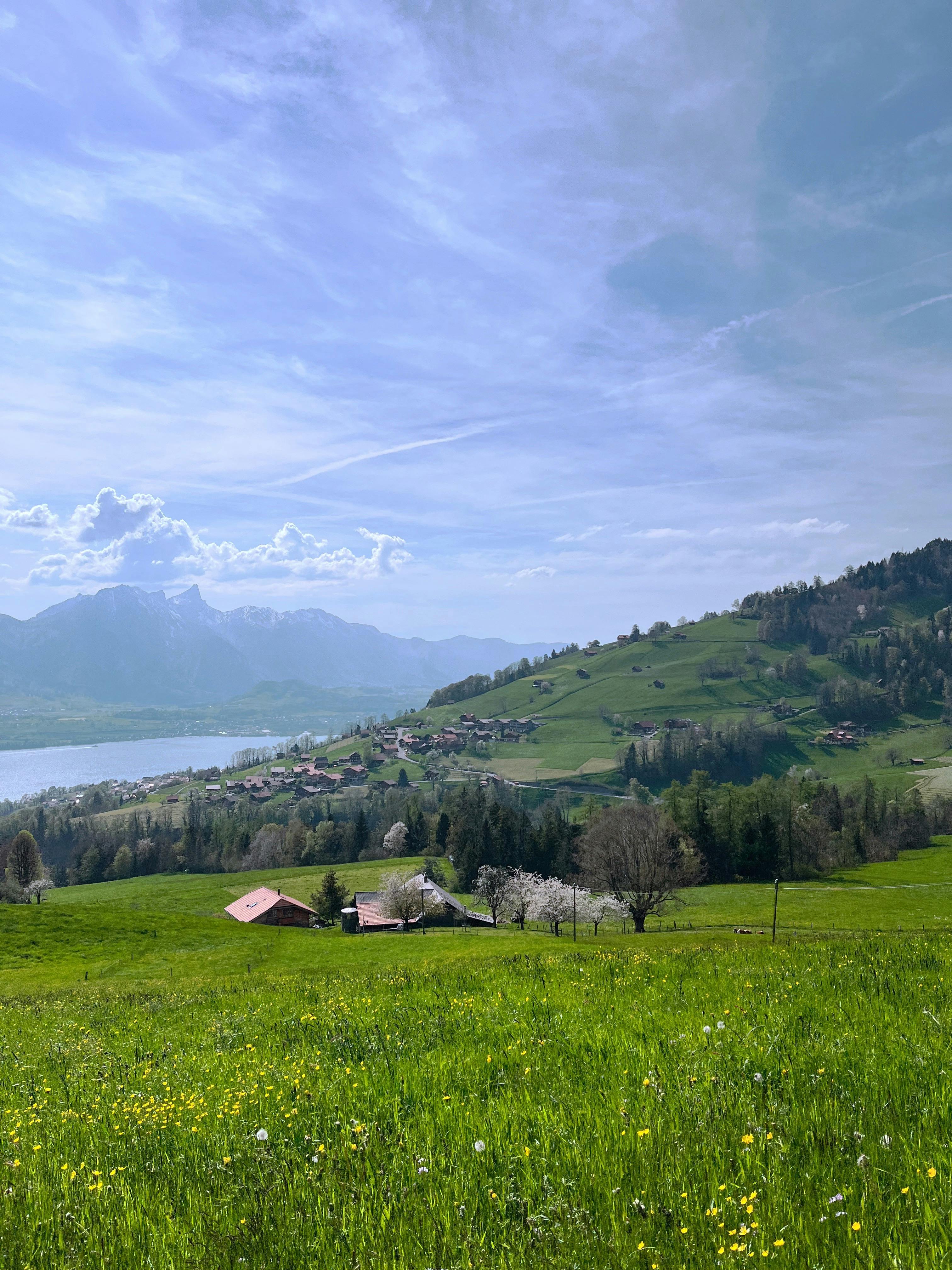 Daily Daisy - Fotografía