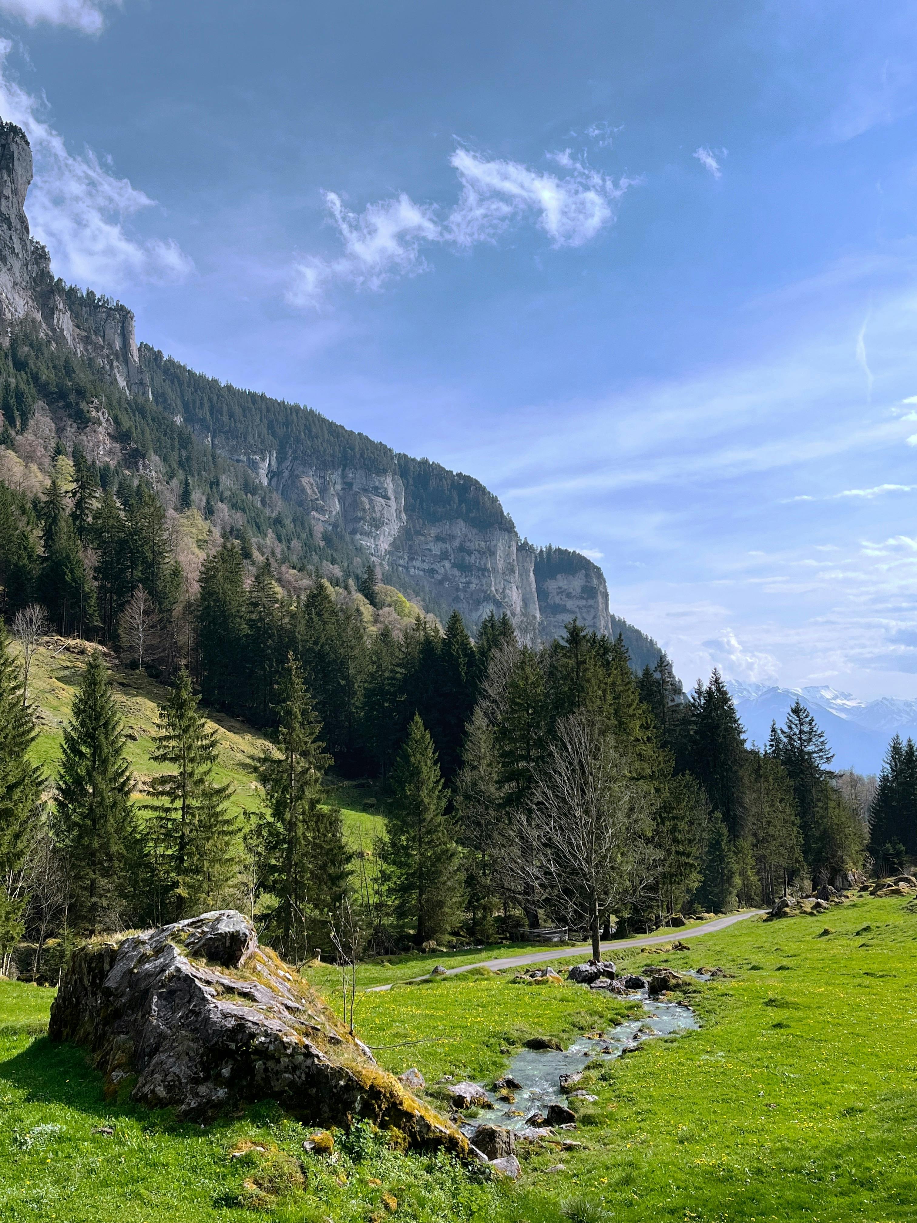 Daily Daisy - Fotografía