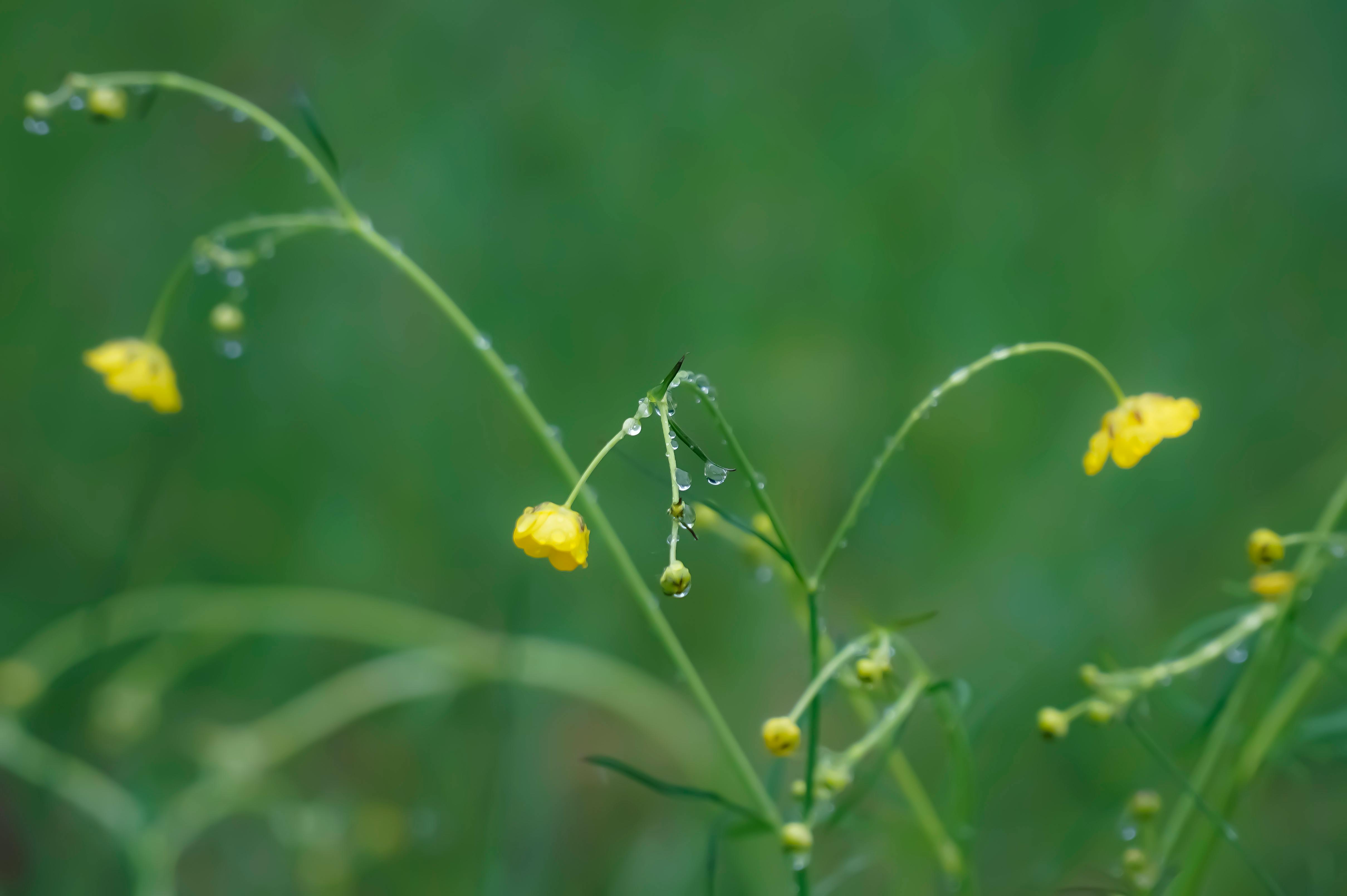 Yellow Raindrop Photos, Download The BEST Free Yellow Raindrop Stock ...