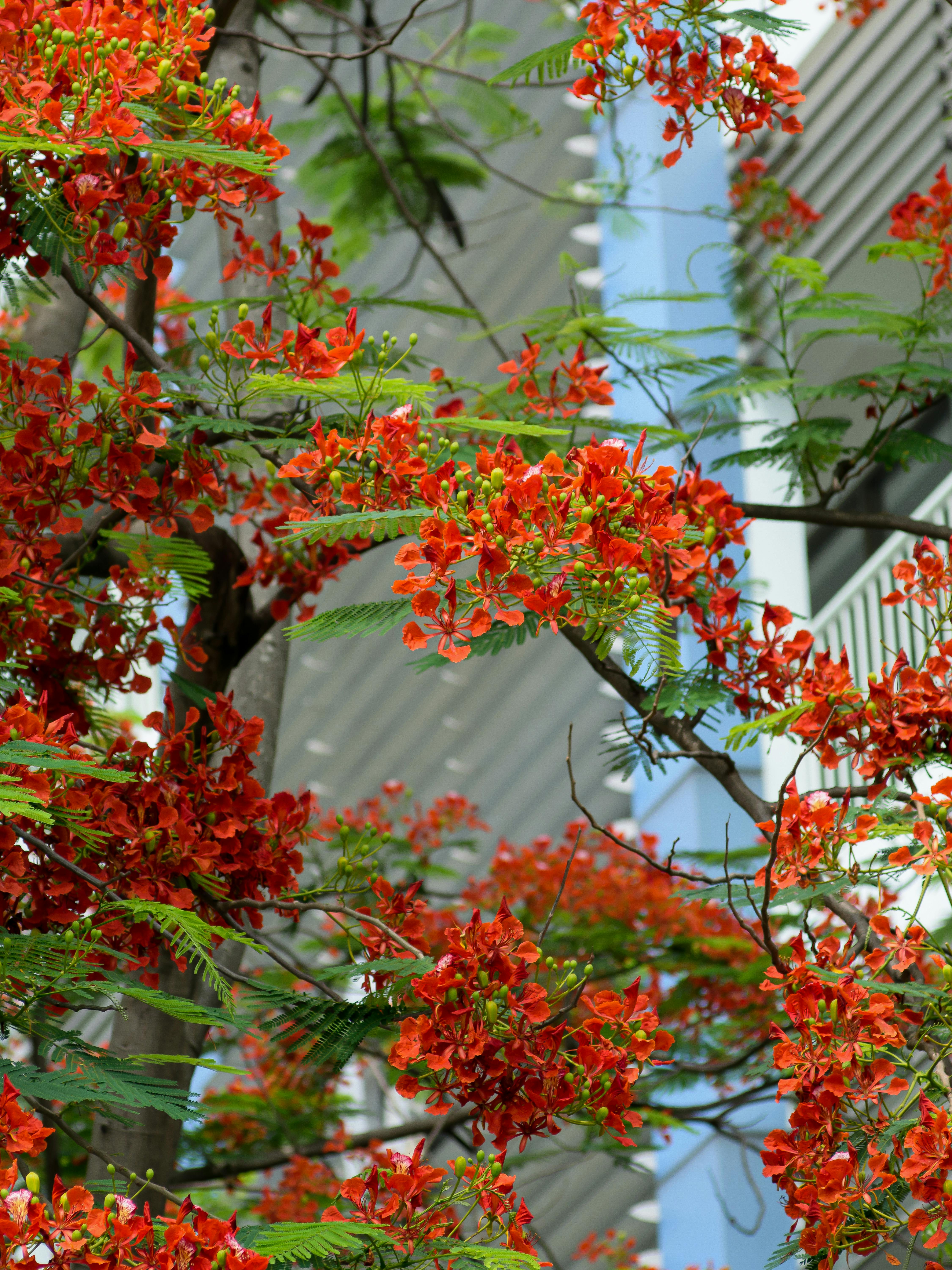 Blooming Flame Tree · Free Stock Photo