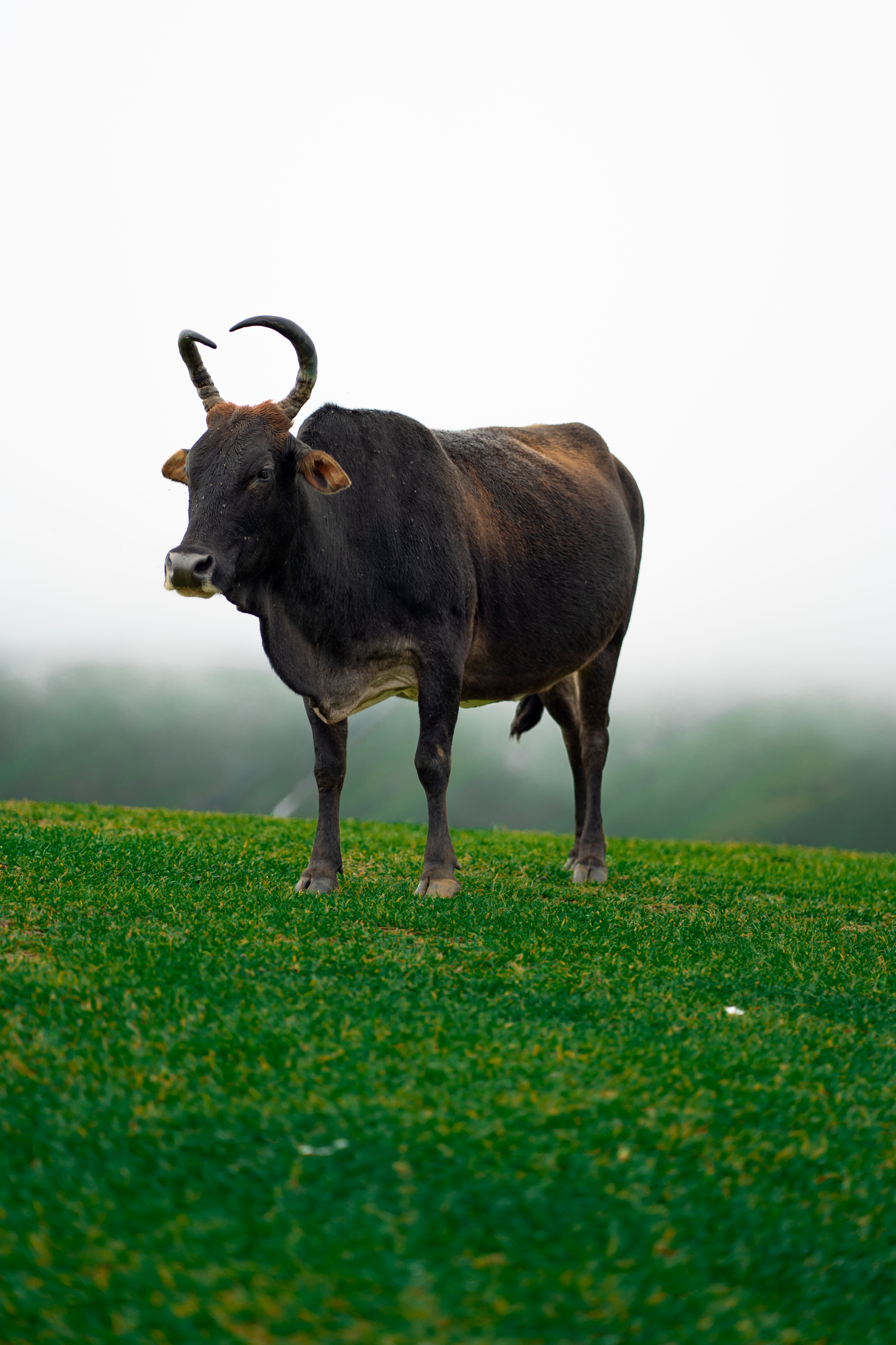 Indian Cow Photos, Download The BEST Free Indian Cow Stock Photos & HD ...