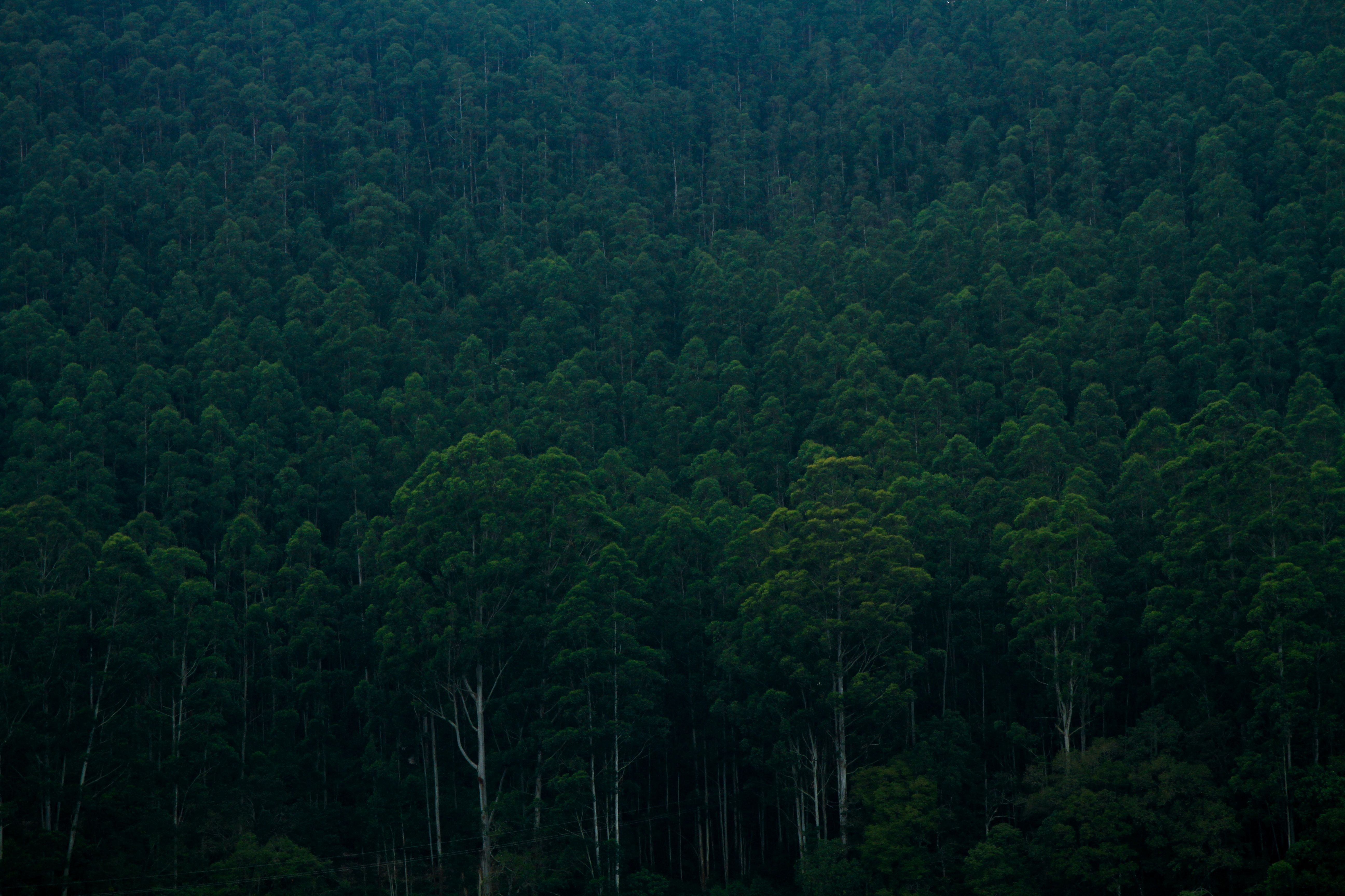 Deep, Green Forest · Free Stock Photo