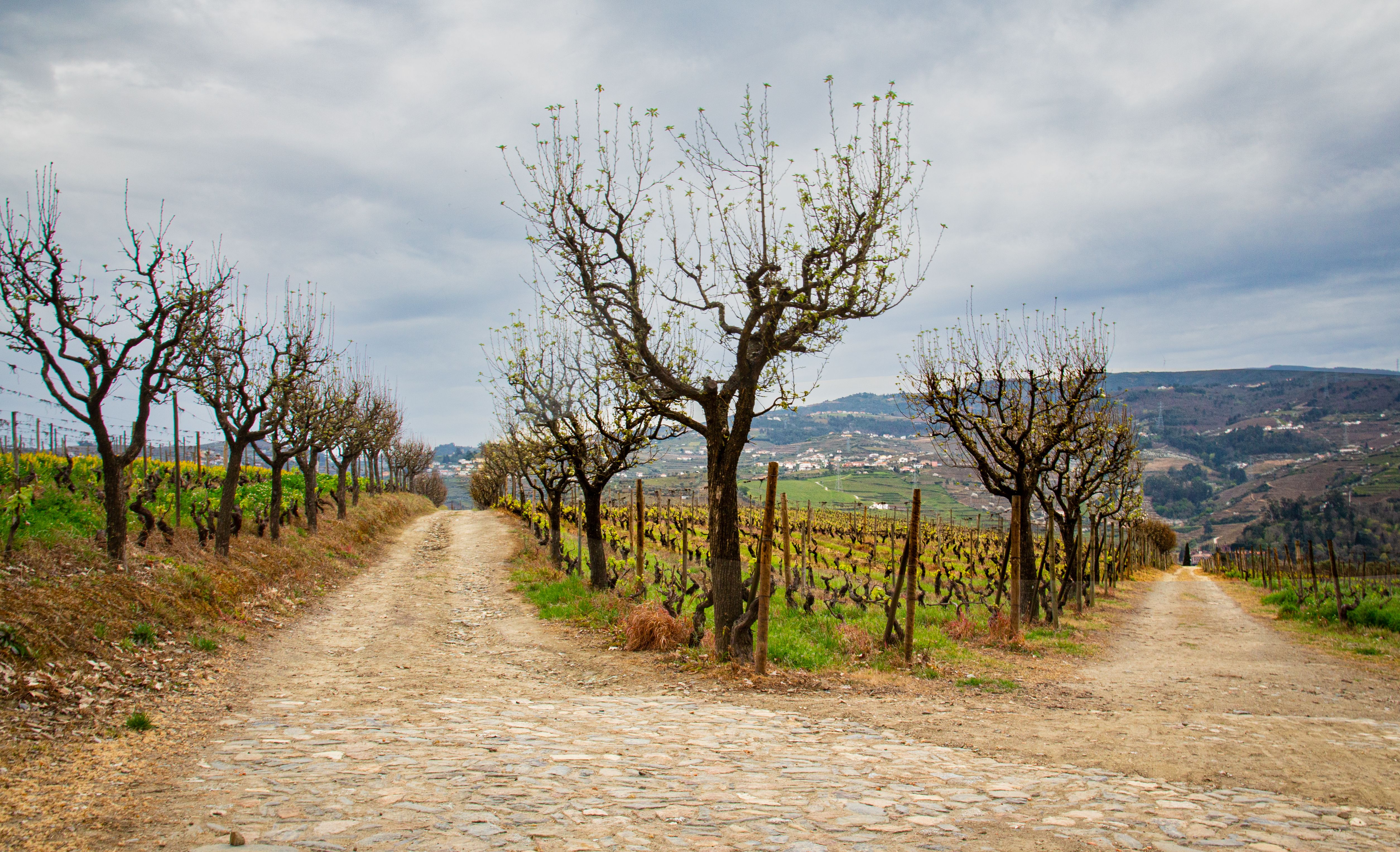 Stone Paths between Vineyards · Free Stock Photo