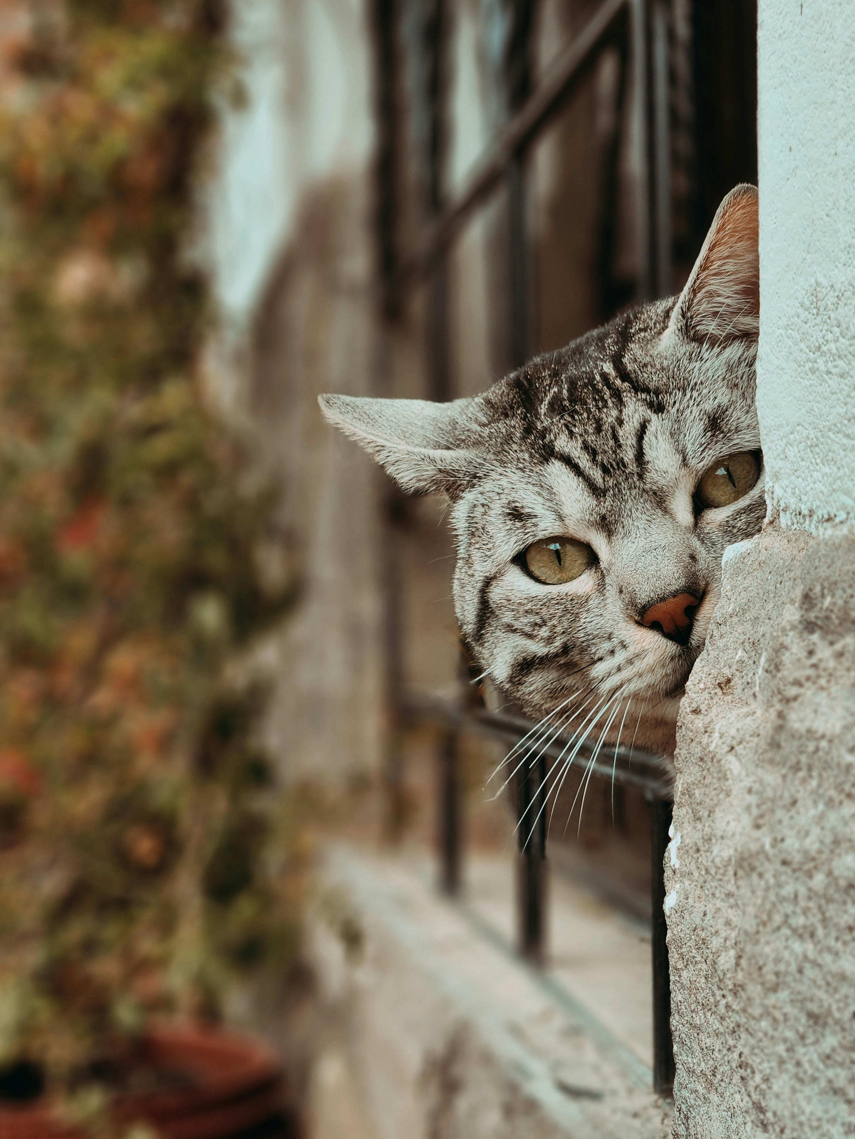 Cats Head in Barred Window · Free Stock Photo
