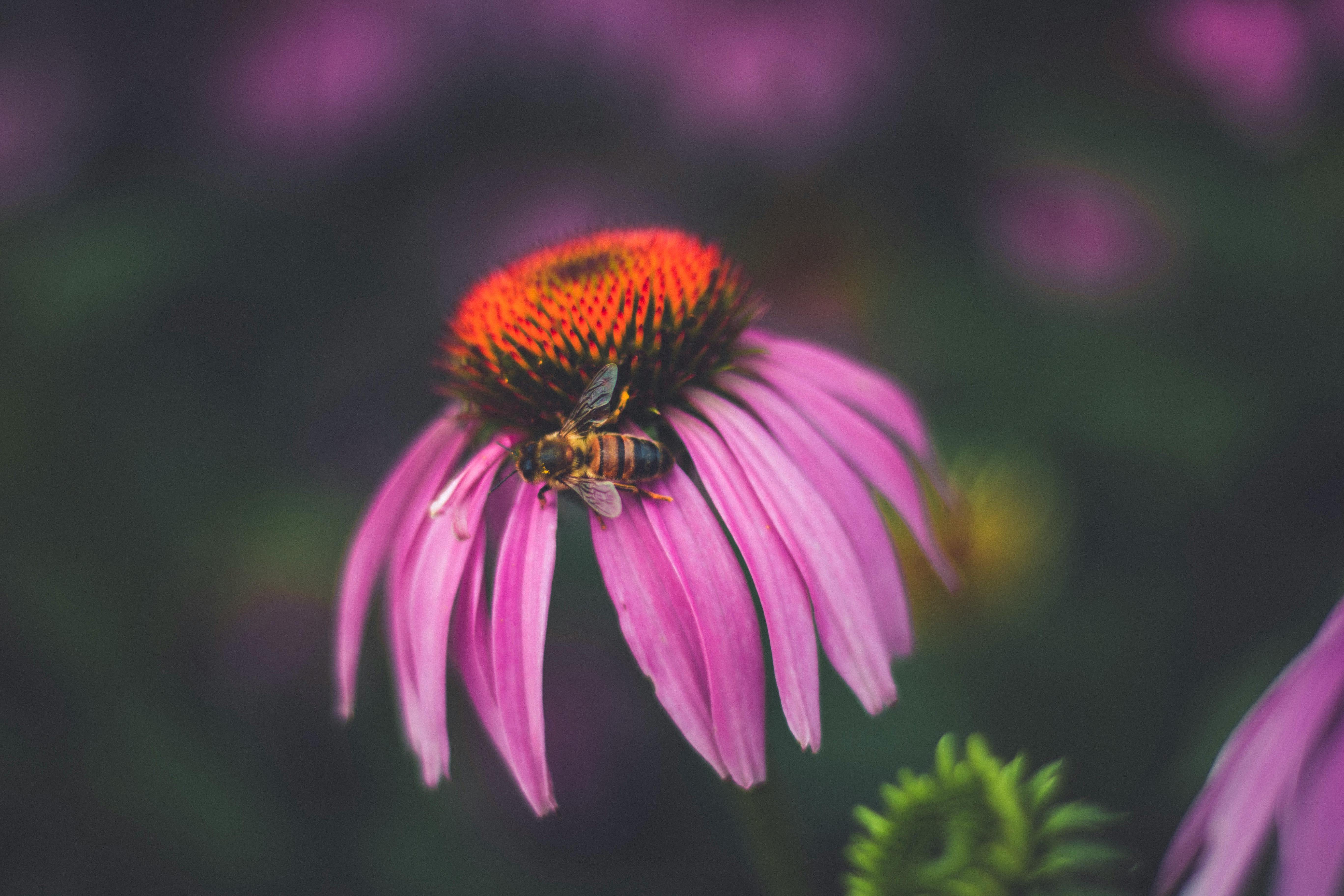 Flower Wallpaper Animation Photos, Download The BEST Free Flower ...