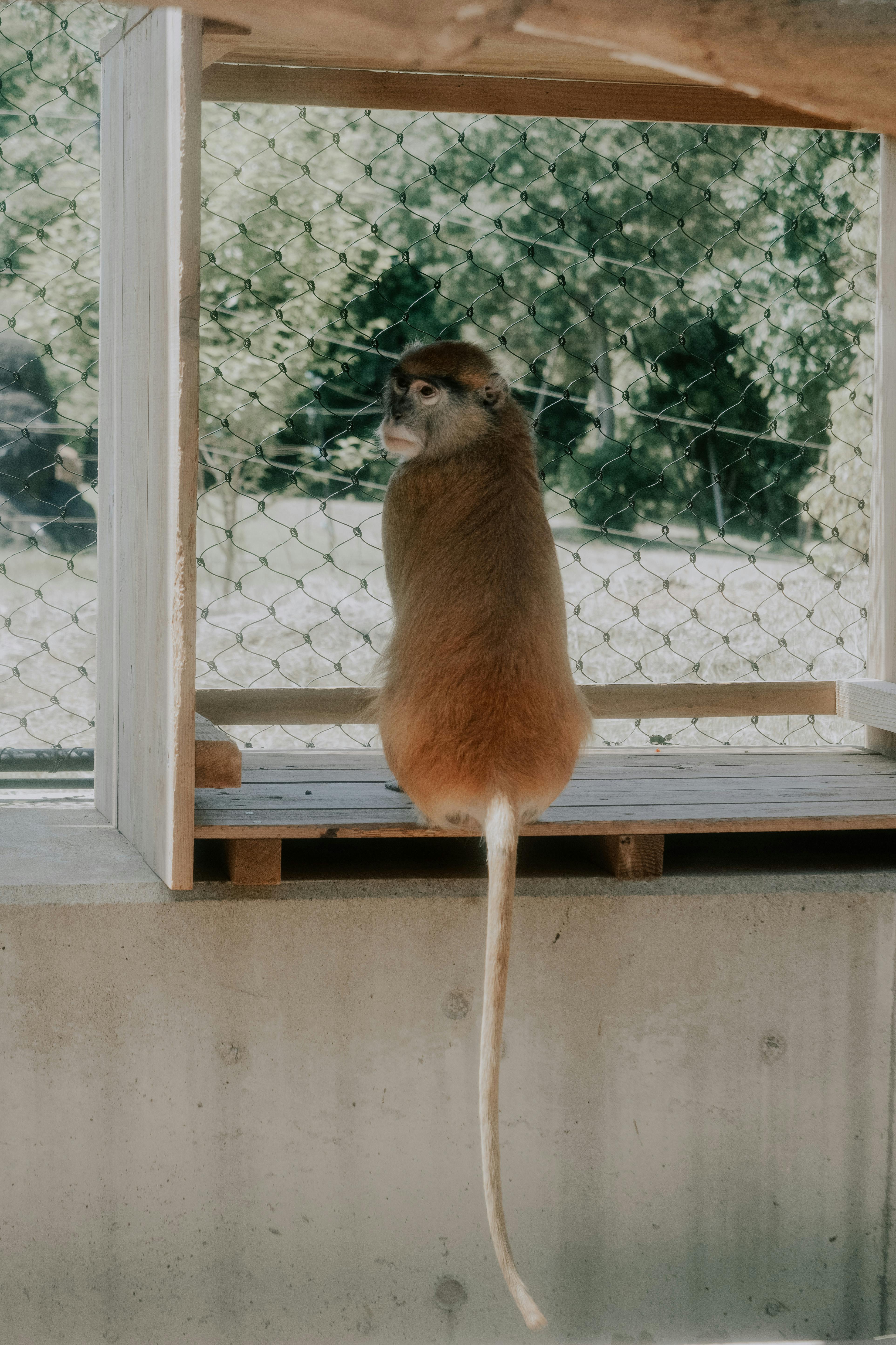 Box Monkeys Photo Photos, Download The BEST Free Box Monkeys Photo ...