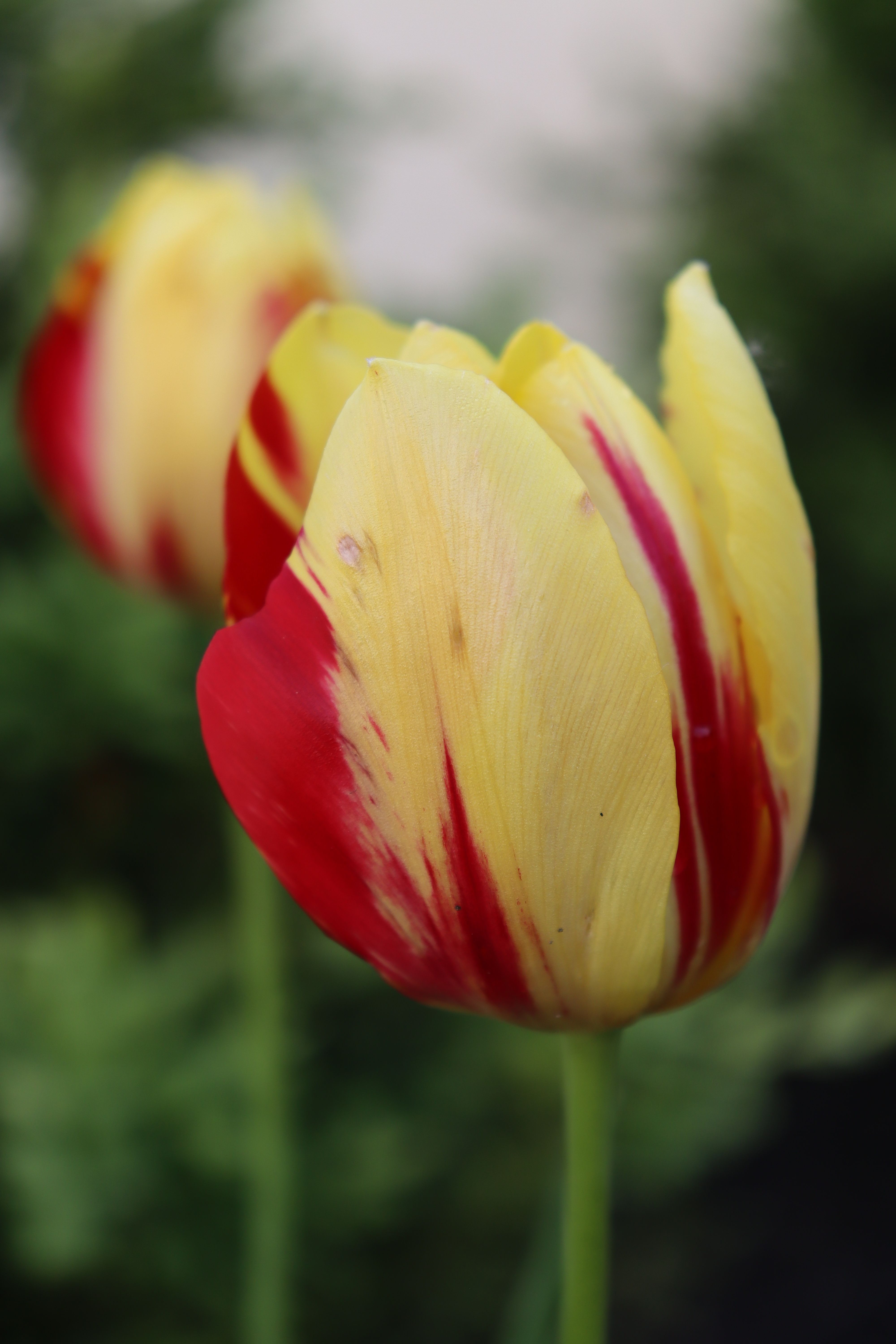 Astronaut With Tulips Photos, Download The BEST Free Astronaut With ...