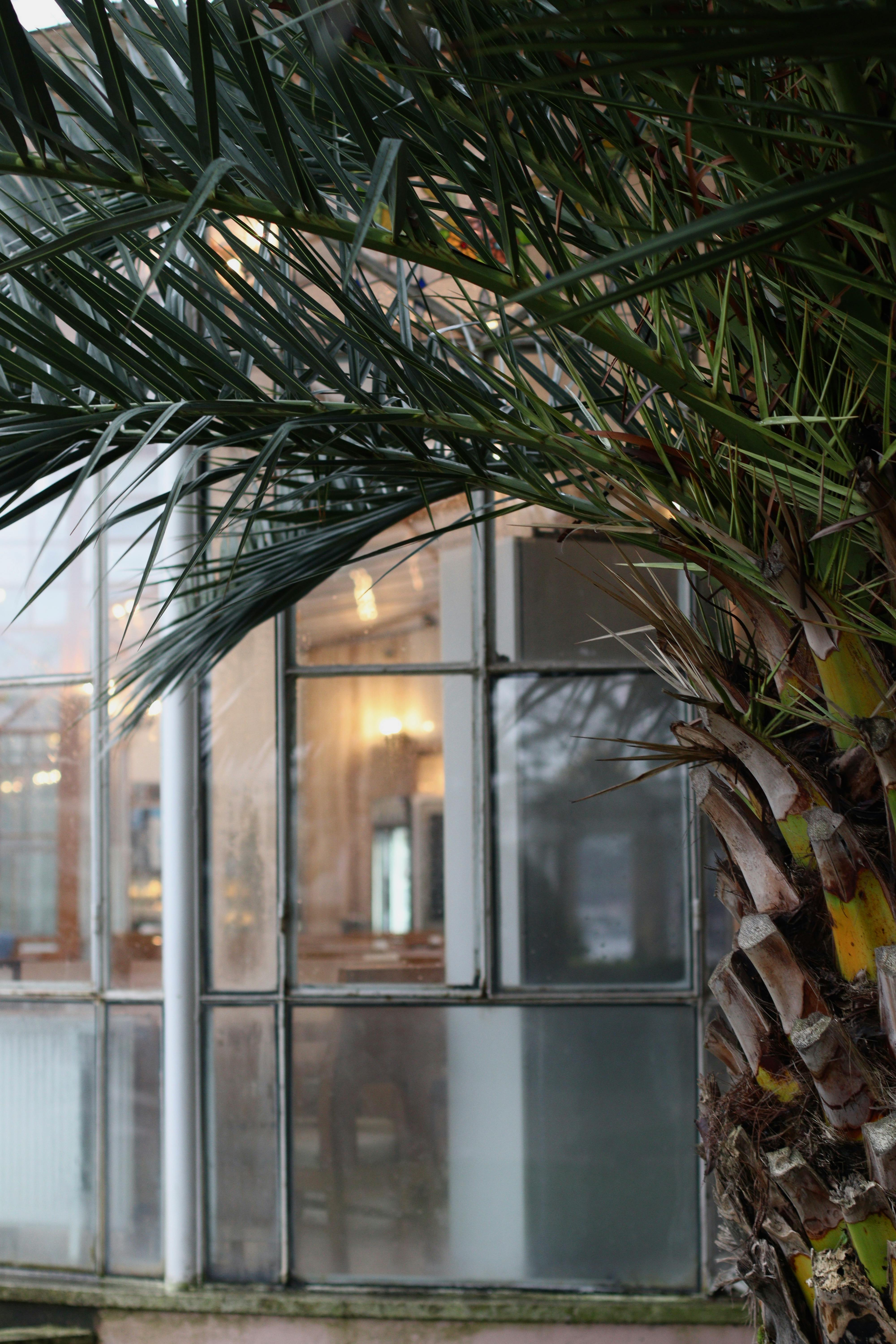 Palm Tree Fruits · Free Stock Photo