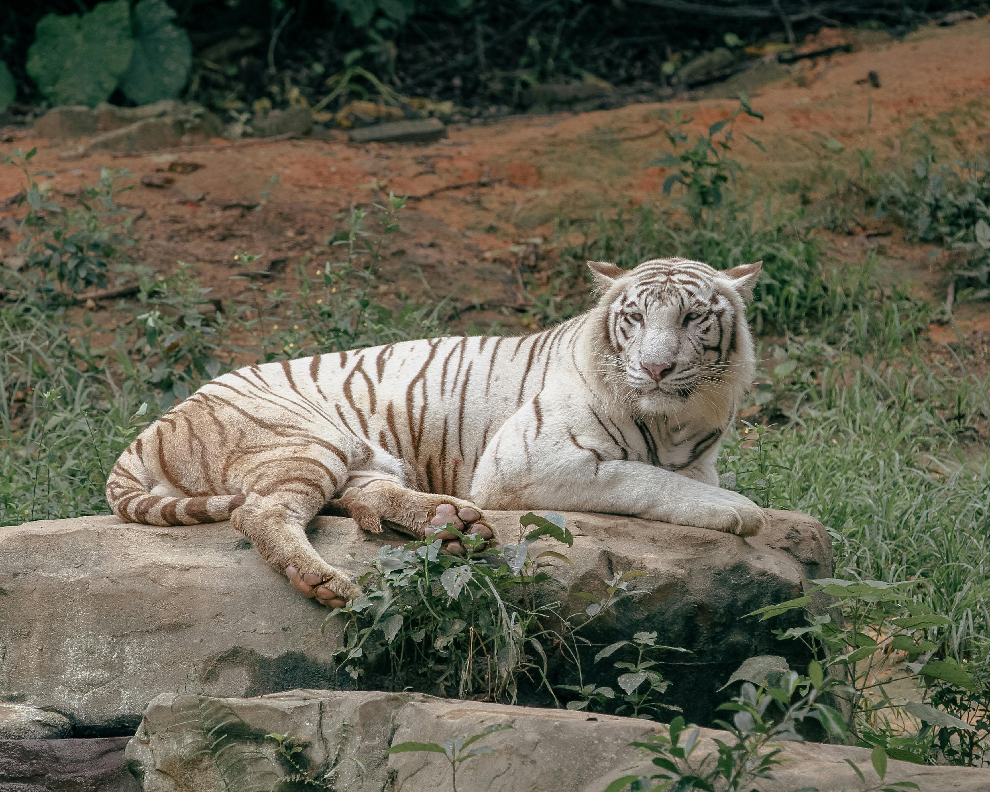 Foto de stock gratuita sobre al aire libre, animal, animal depredador ...