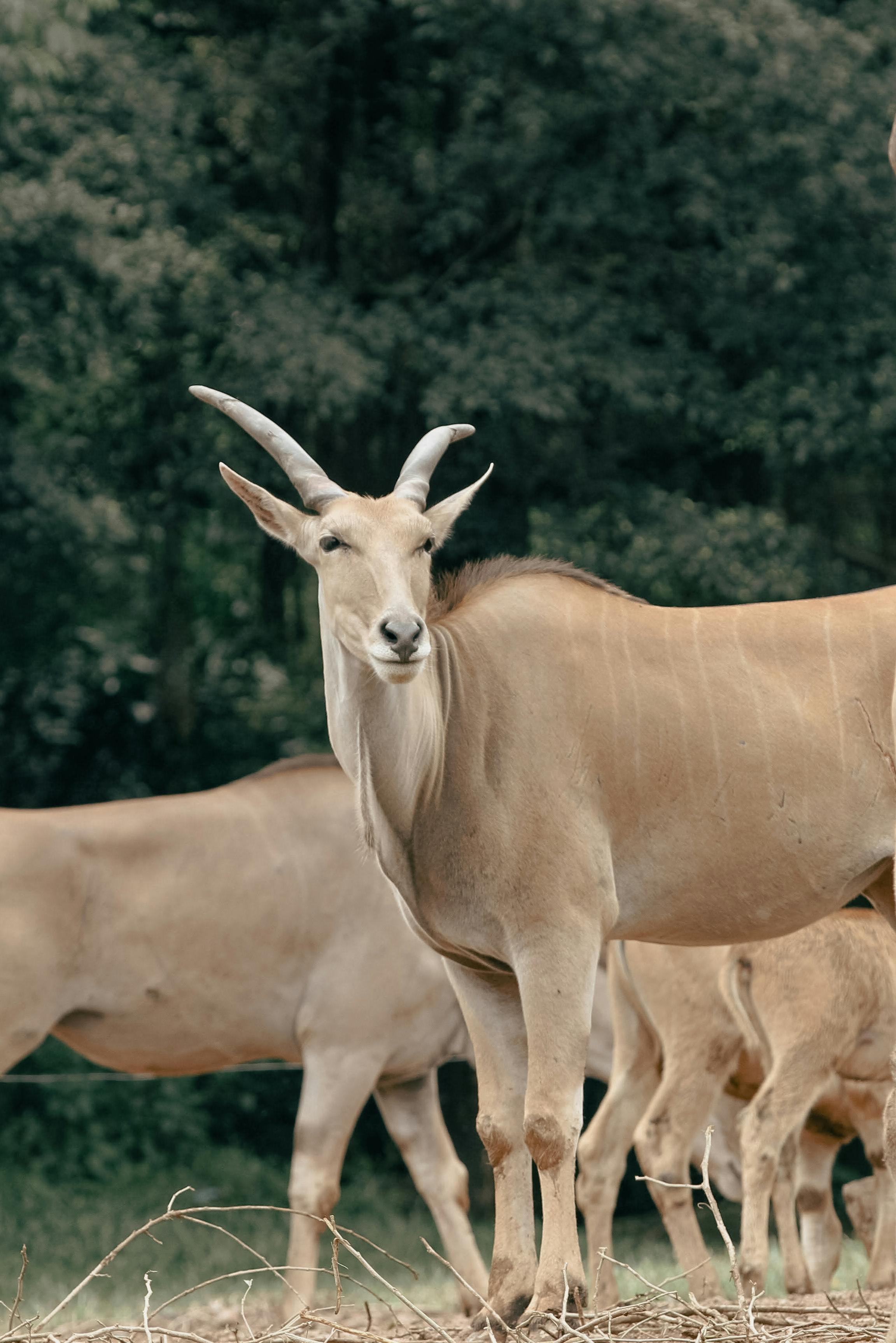 Impala Antelopes in Zoo · Free Stock Photo