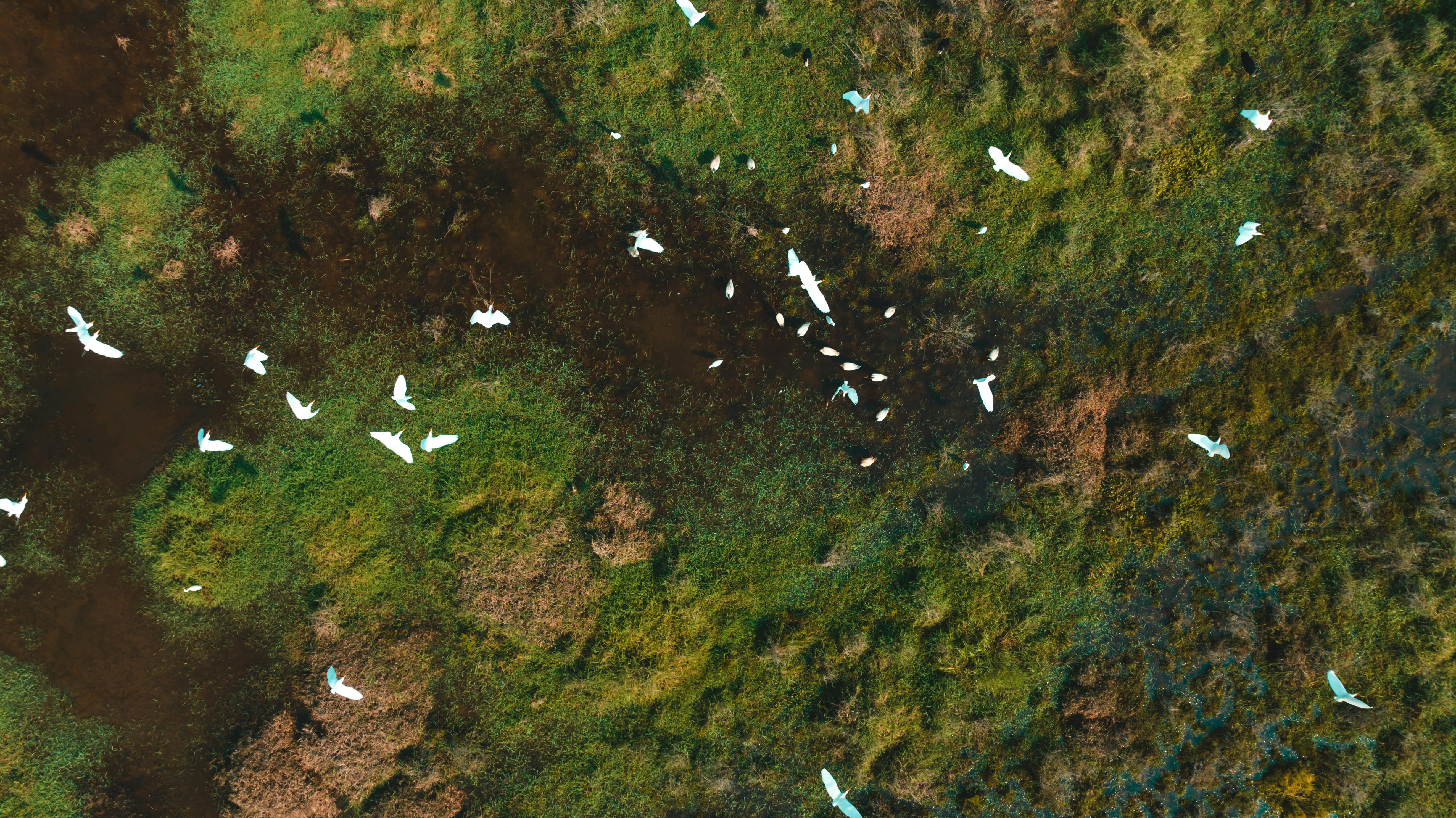 Green field with white birds flying over · Free Stock Photo