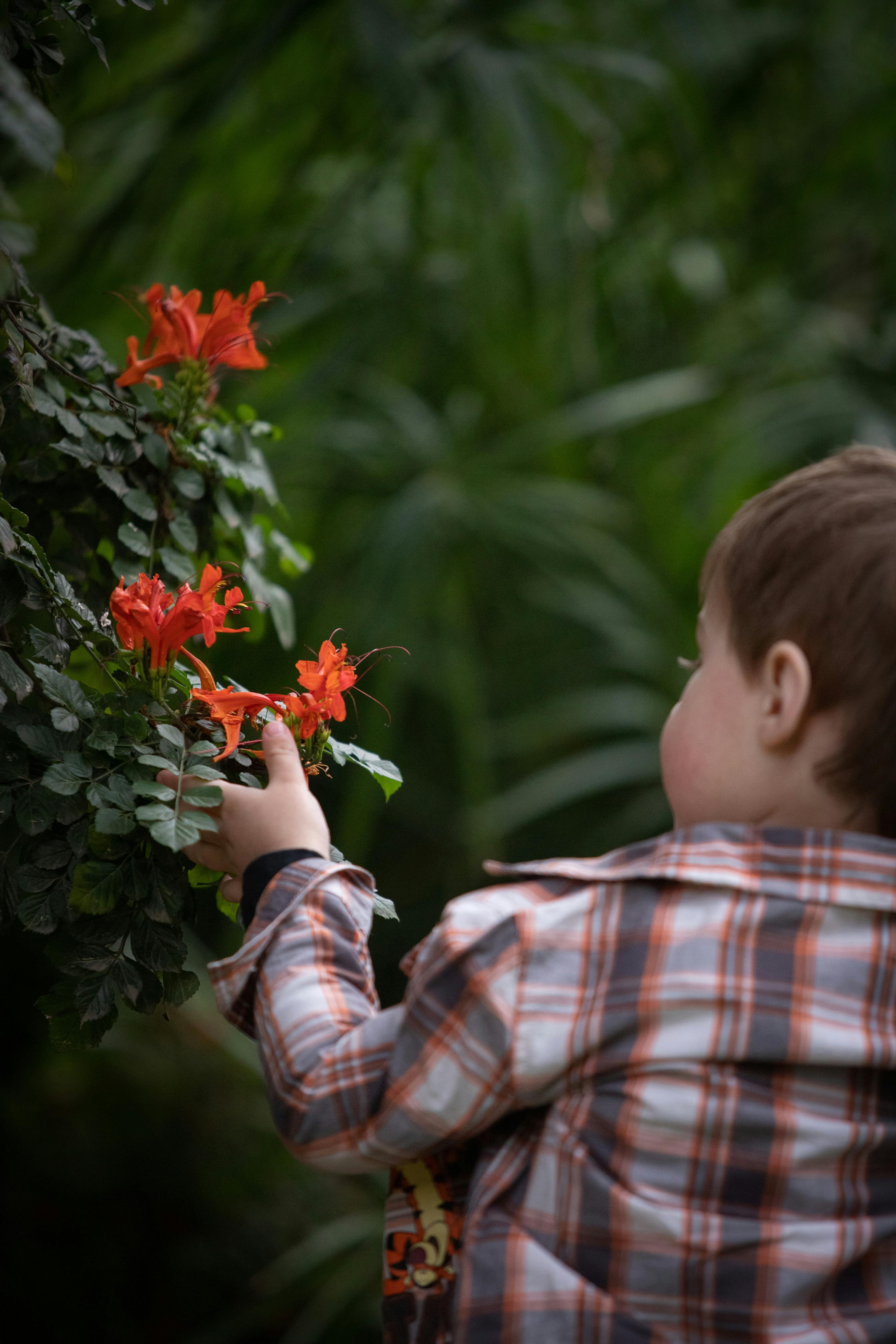 Little Boy Touching Flowers and Leaves in Garden · Free Stock Photo