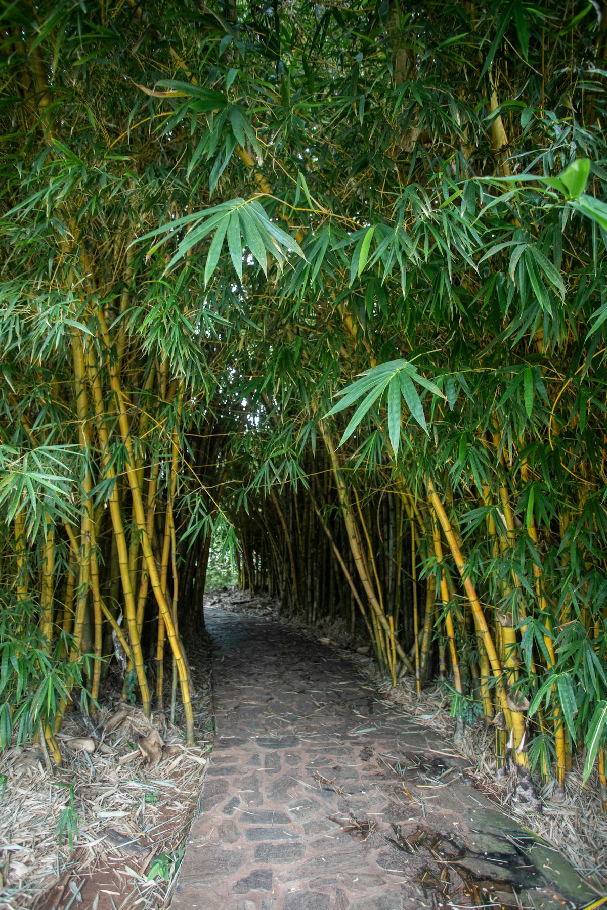Bamboo Path Photos, Download The BEST Free Bamboo Path Stock Photos ...