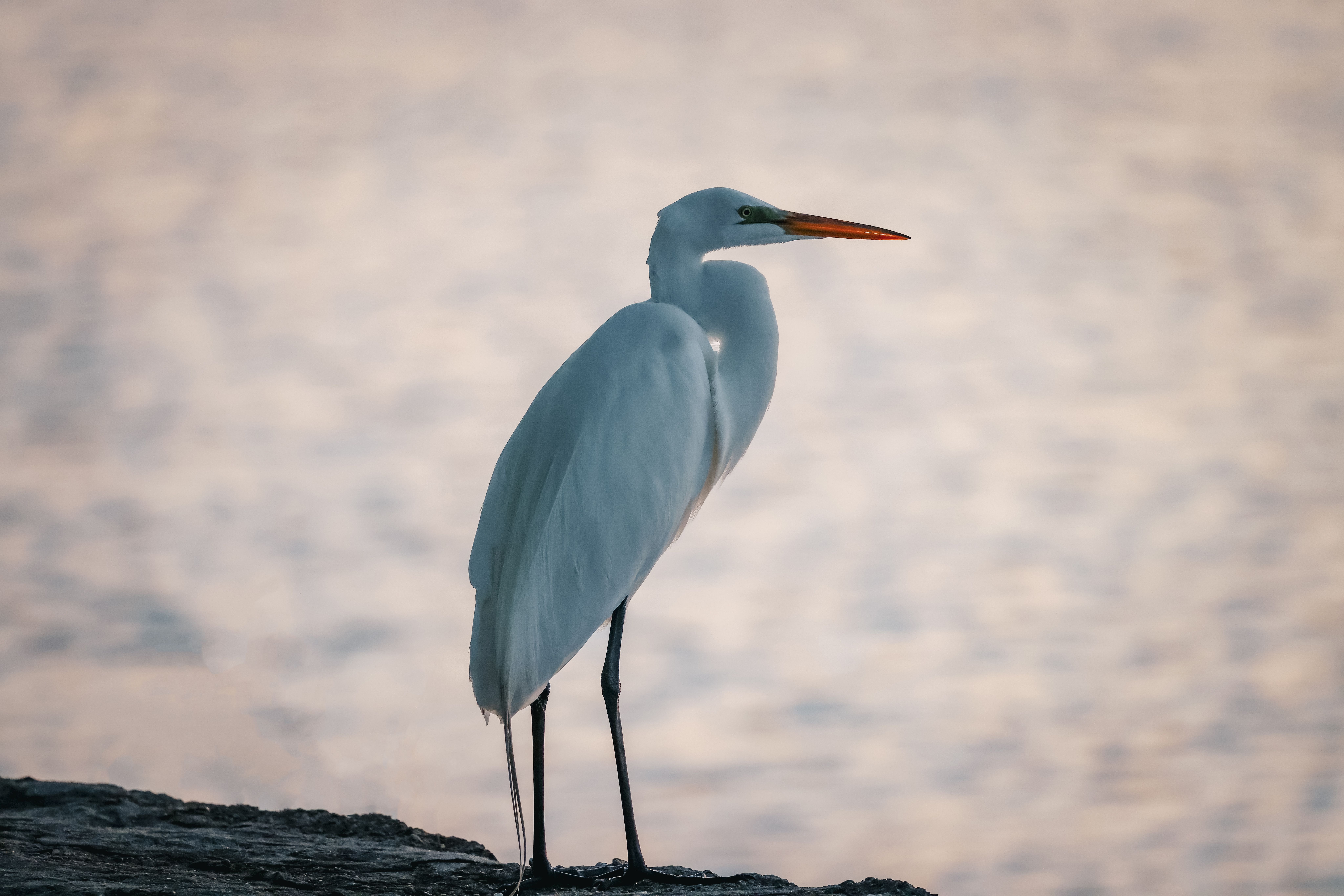 Close-up of an Egret Standing near a Body of Water · Free Stock Photo