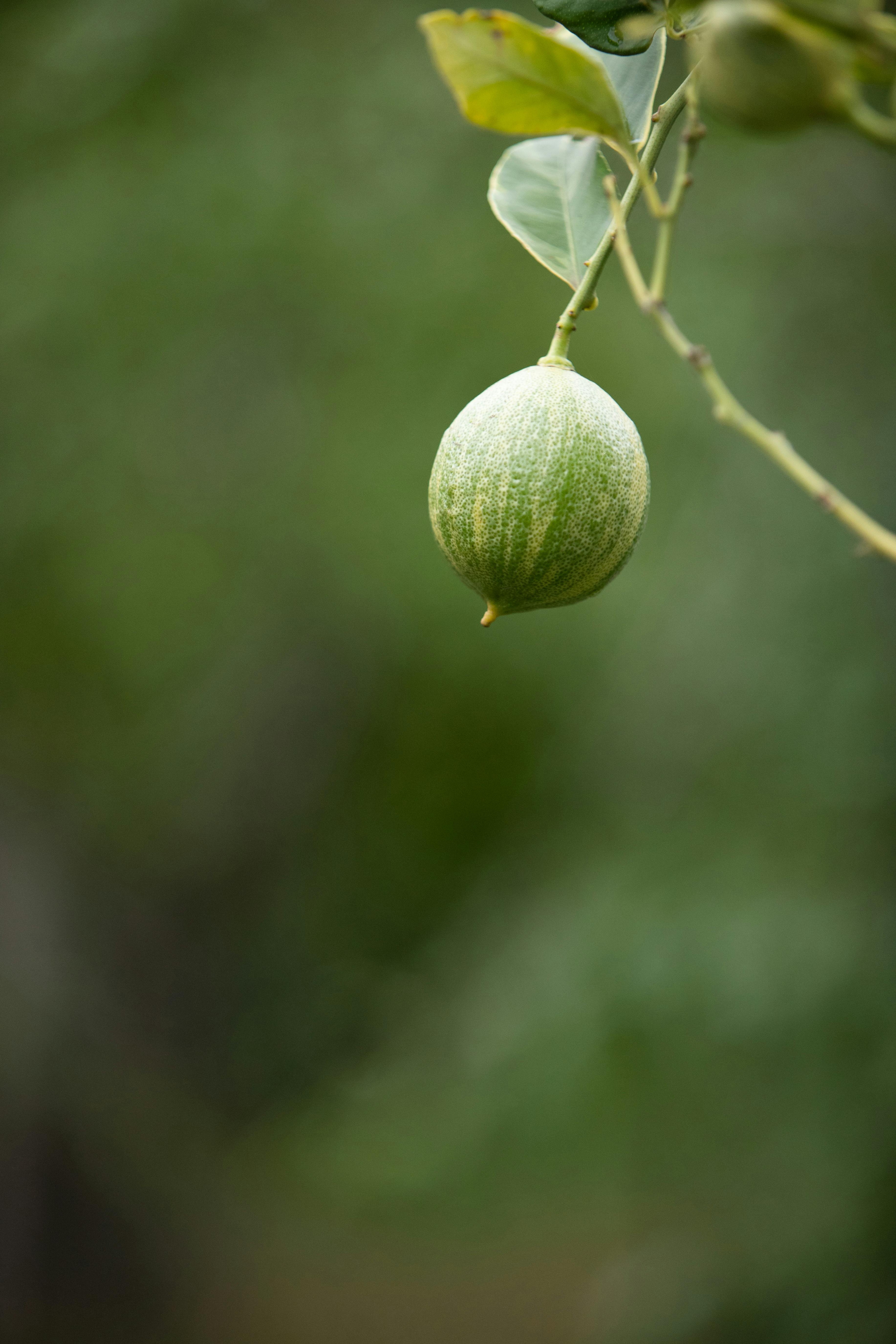 Yellow Round Small Fruit · Free Stock Photo