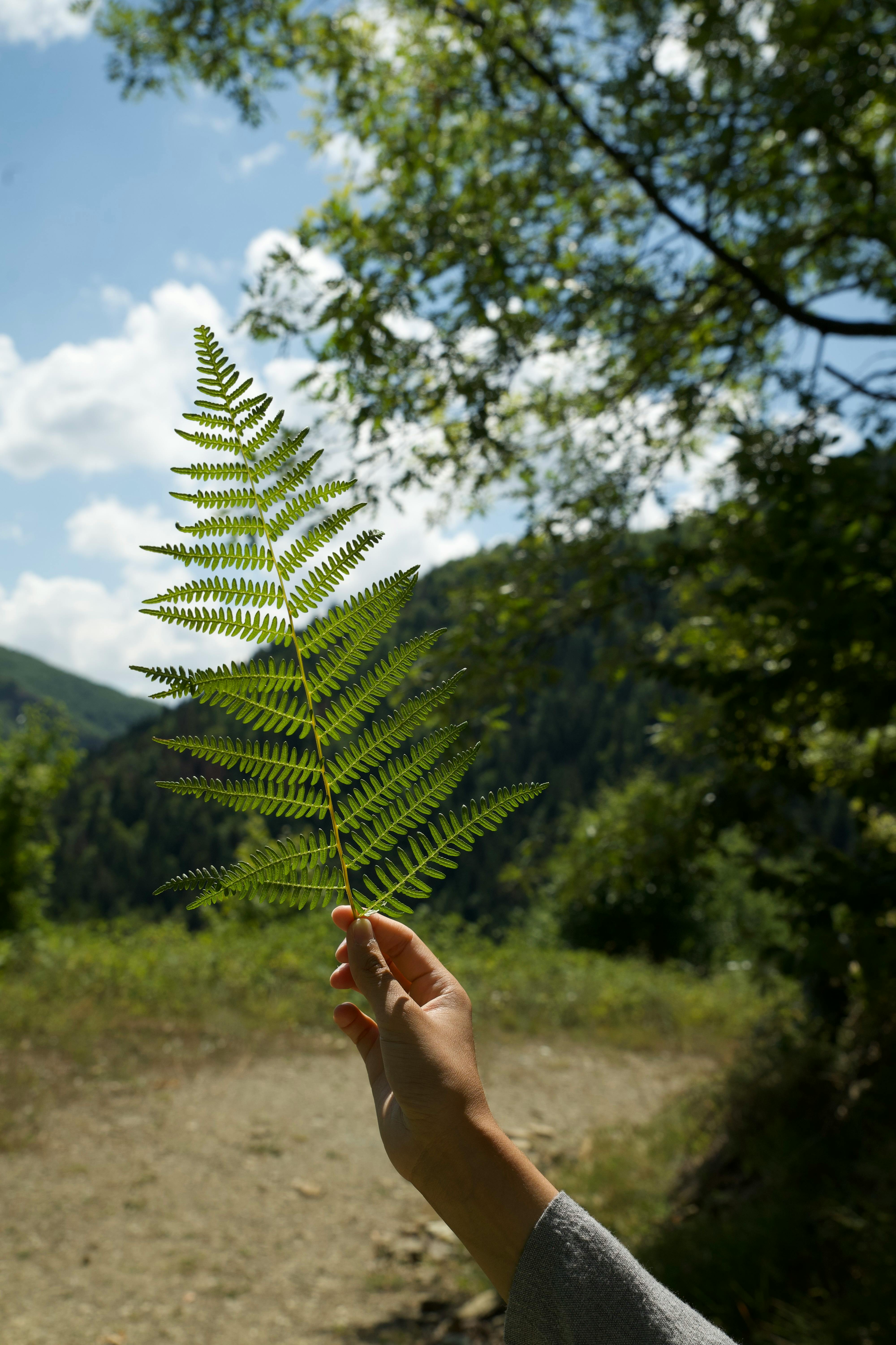 Organic Growth Photos, Download The BEST Free Organic Growth Stock ...