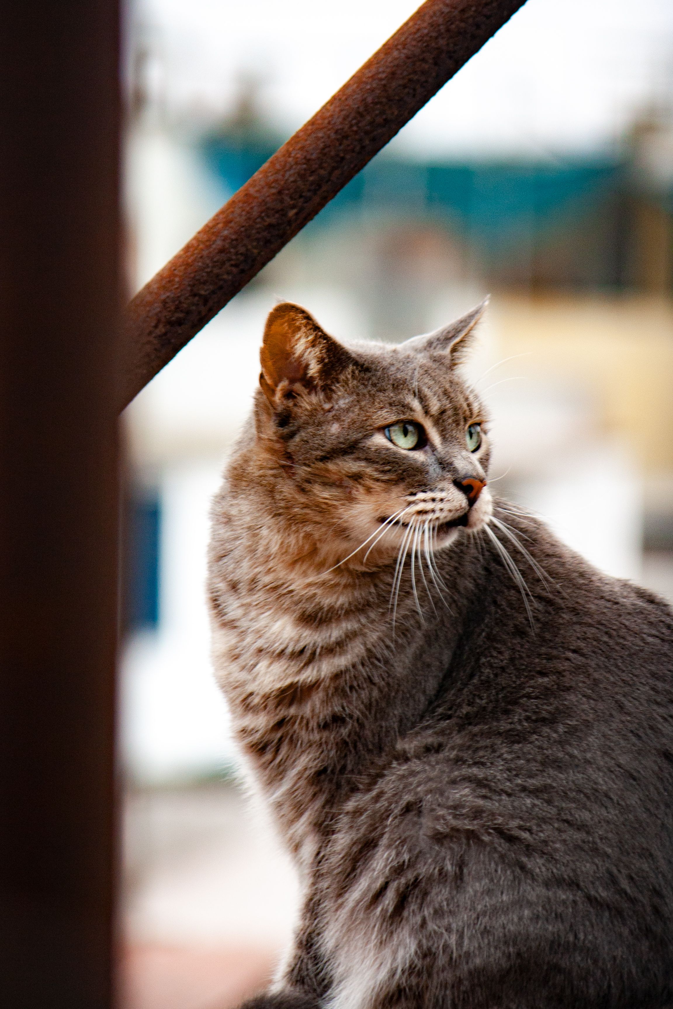 Gray Cat Looking on Left · Free Stock Photo