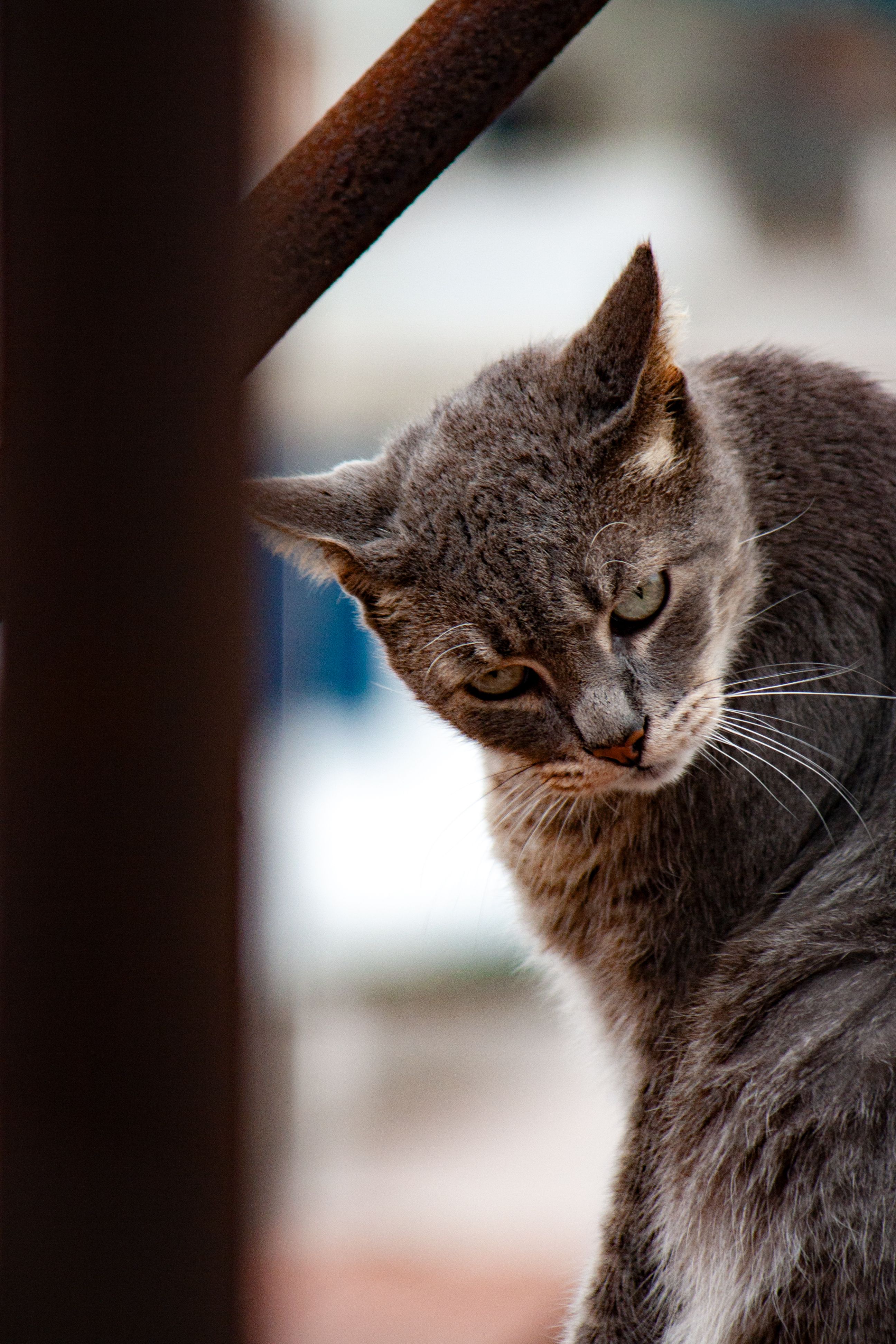 Close-up of a Gray Cat · Free Stock Photo