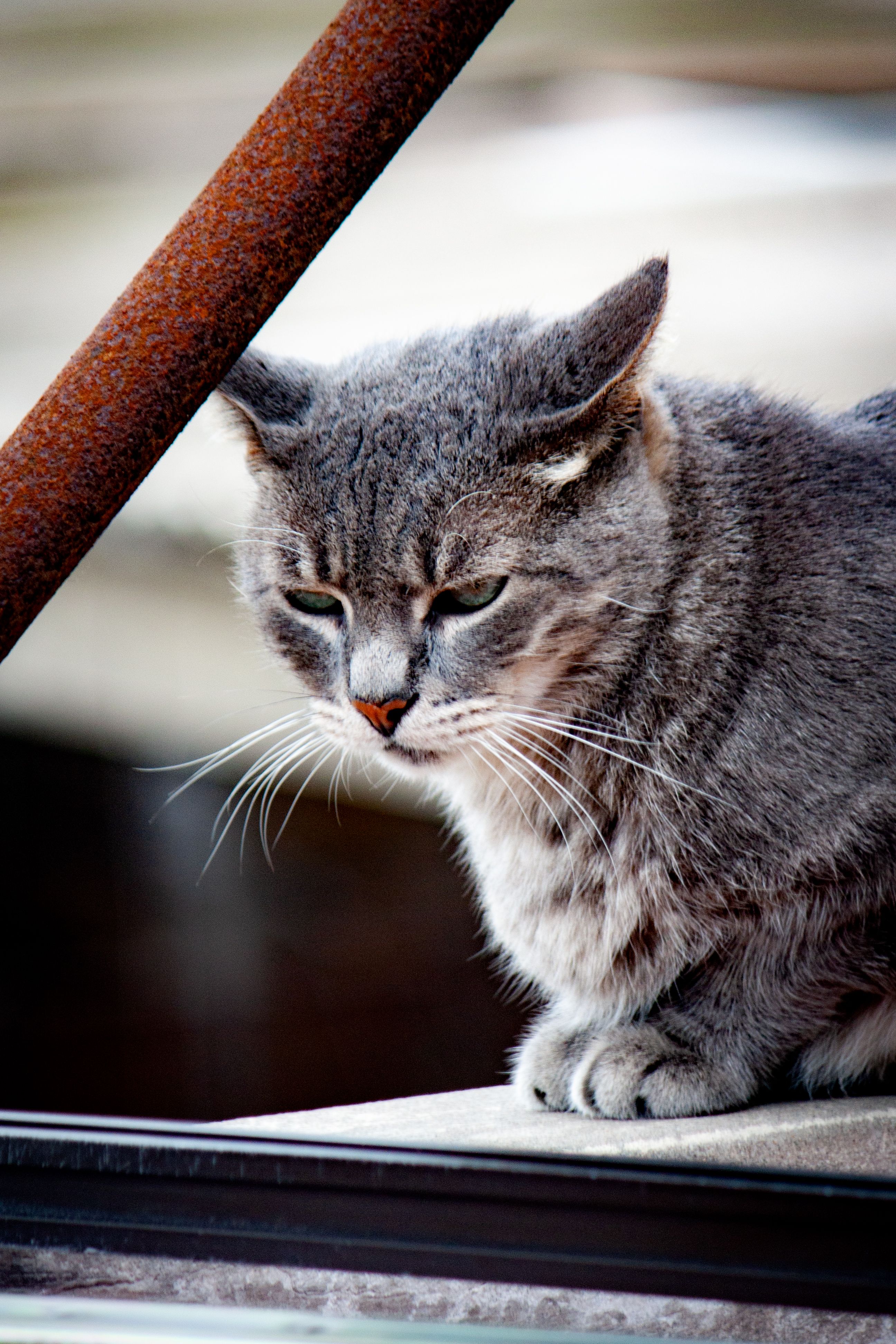 Cat Weenier Photos, Download The BEST Free Cat Weenier Stock Photos ...