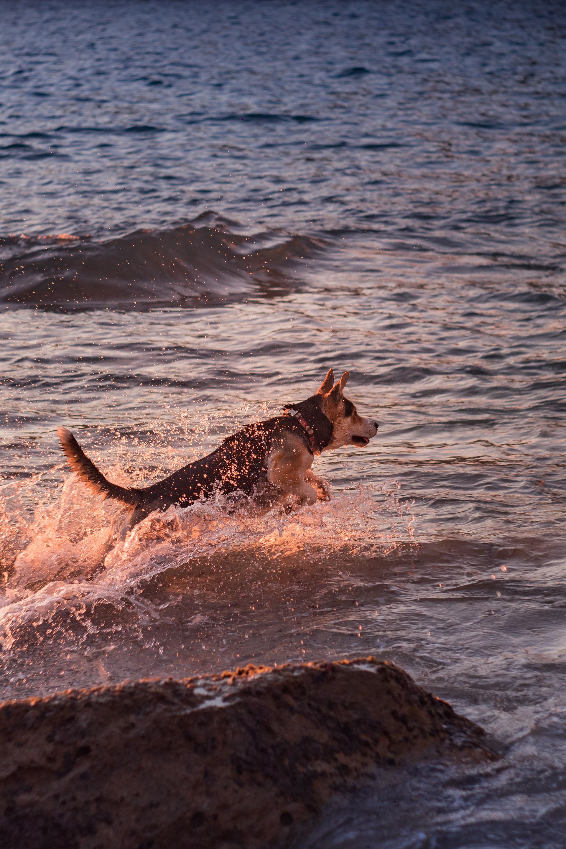 Happy Dog Swimming in the Sea · Free Stock Photo