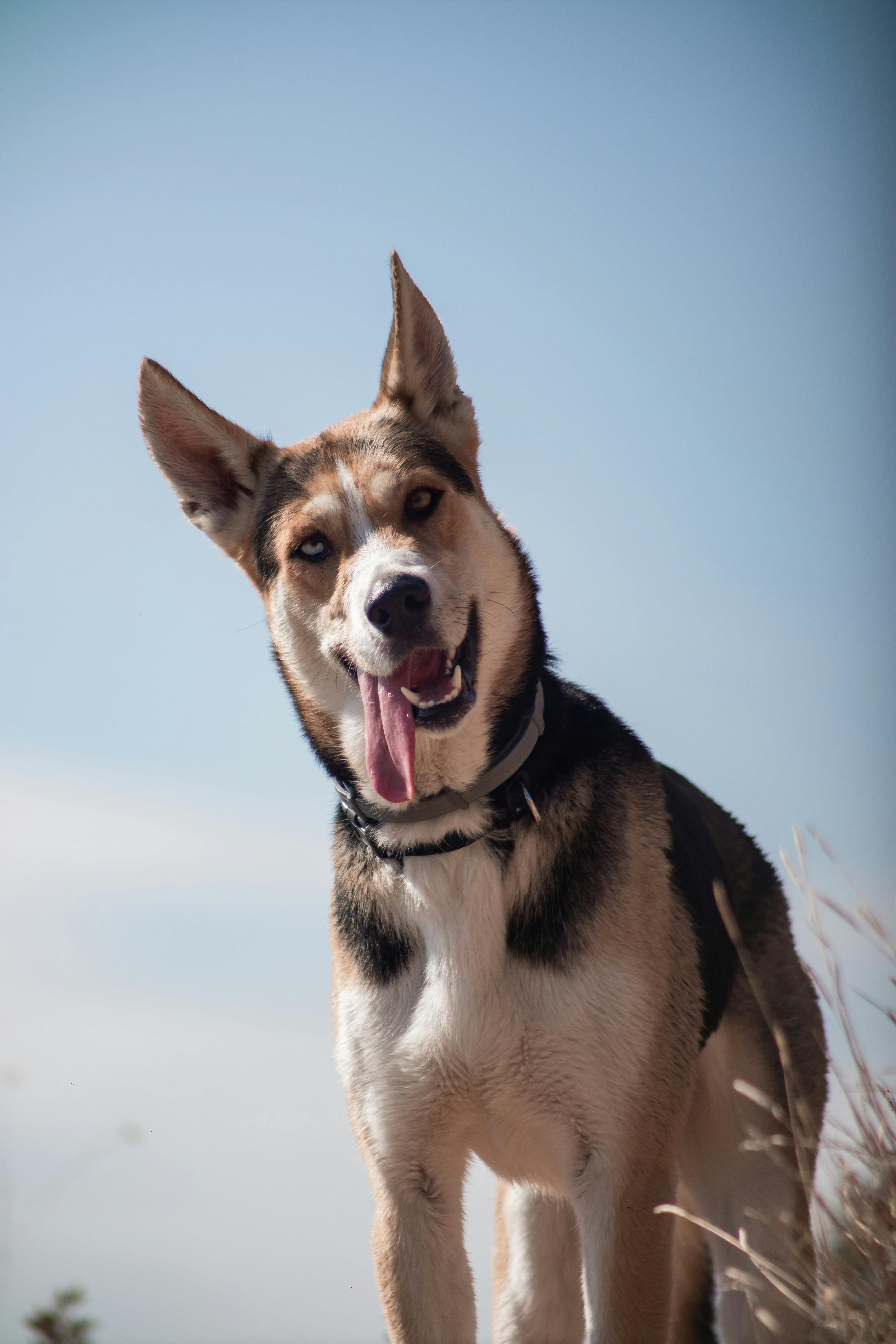 Illustration Dog Photos, Download The BEST Free Illustration Dog Stock ...