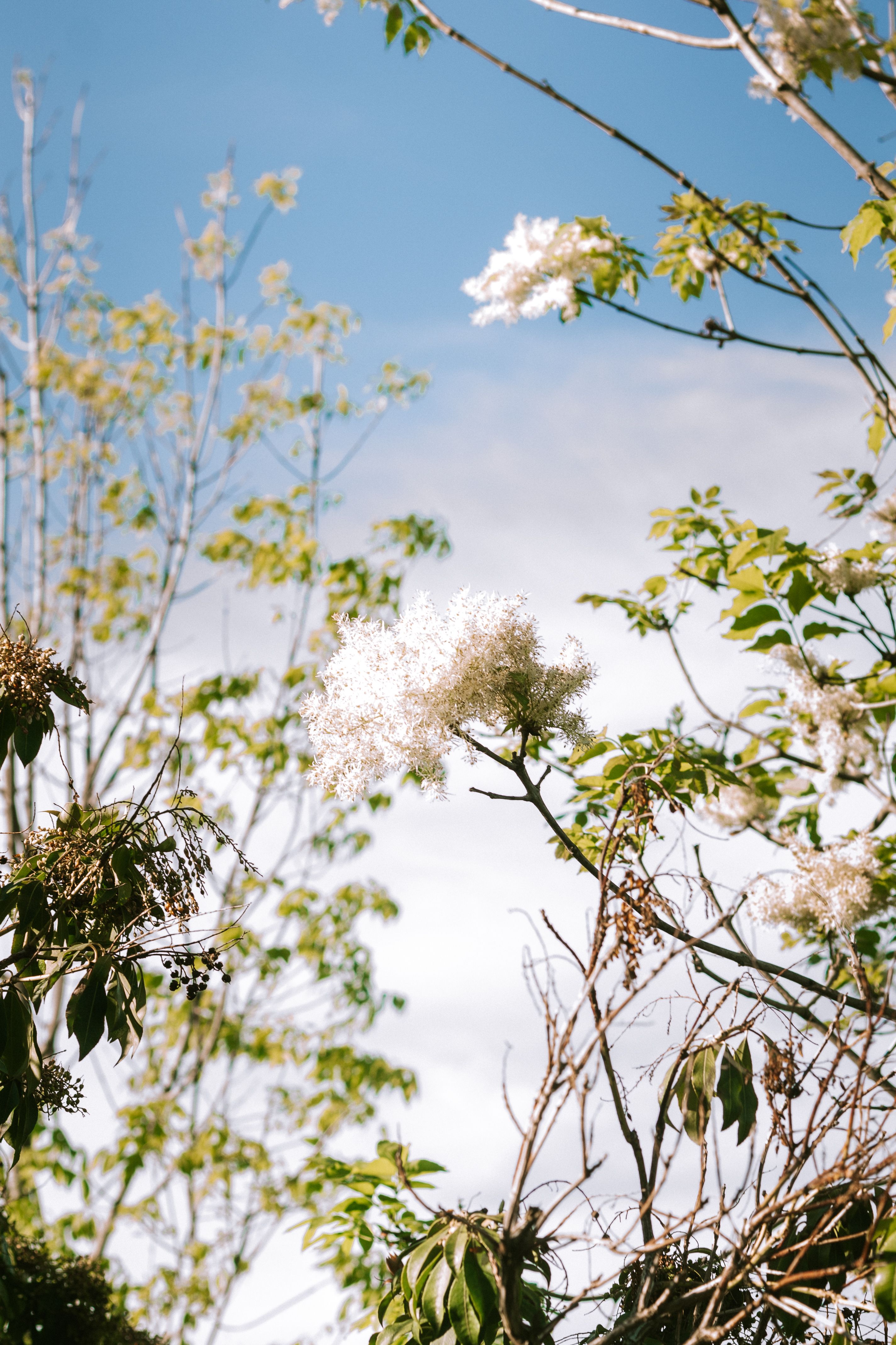 Blossom Trees Photos, Download The BEST Free Blossom Trees Stock Photos ...