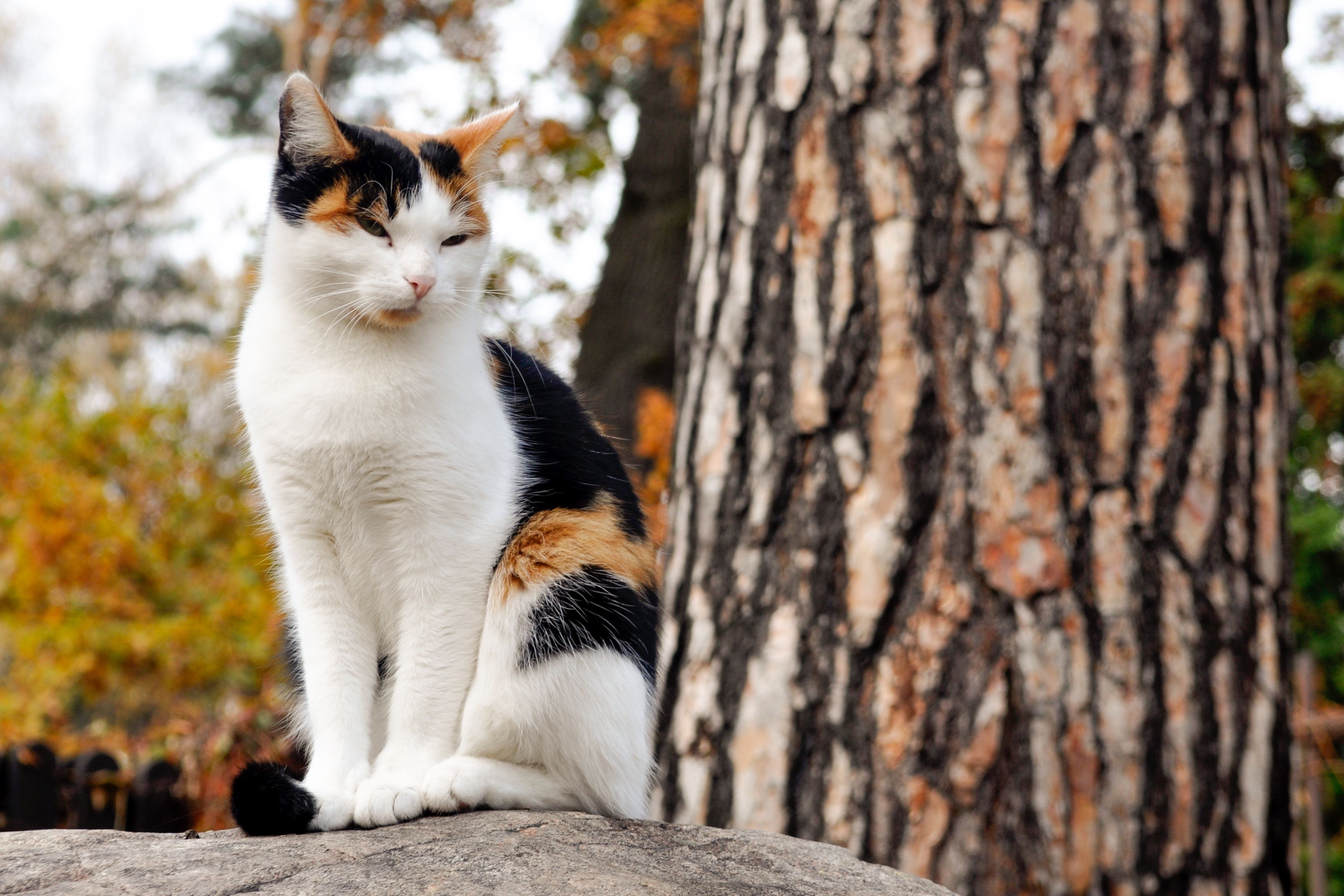 Darmowe zdjęcie z kategorii autumn, beautiful, cat, cat in nature, cat ...