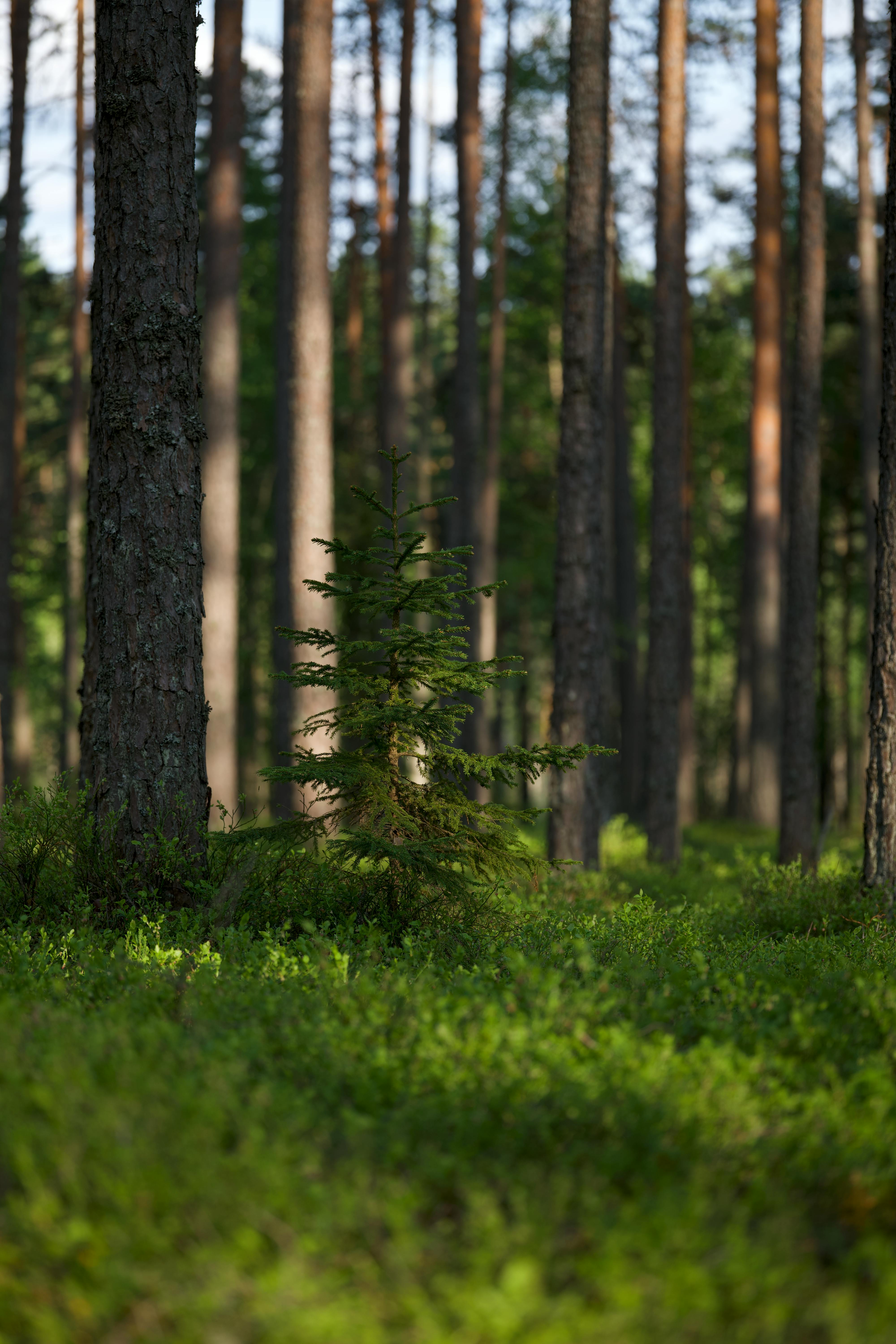 Nature Tree Photos, Download The BEST Free Nature Tree Stock Photos ...