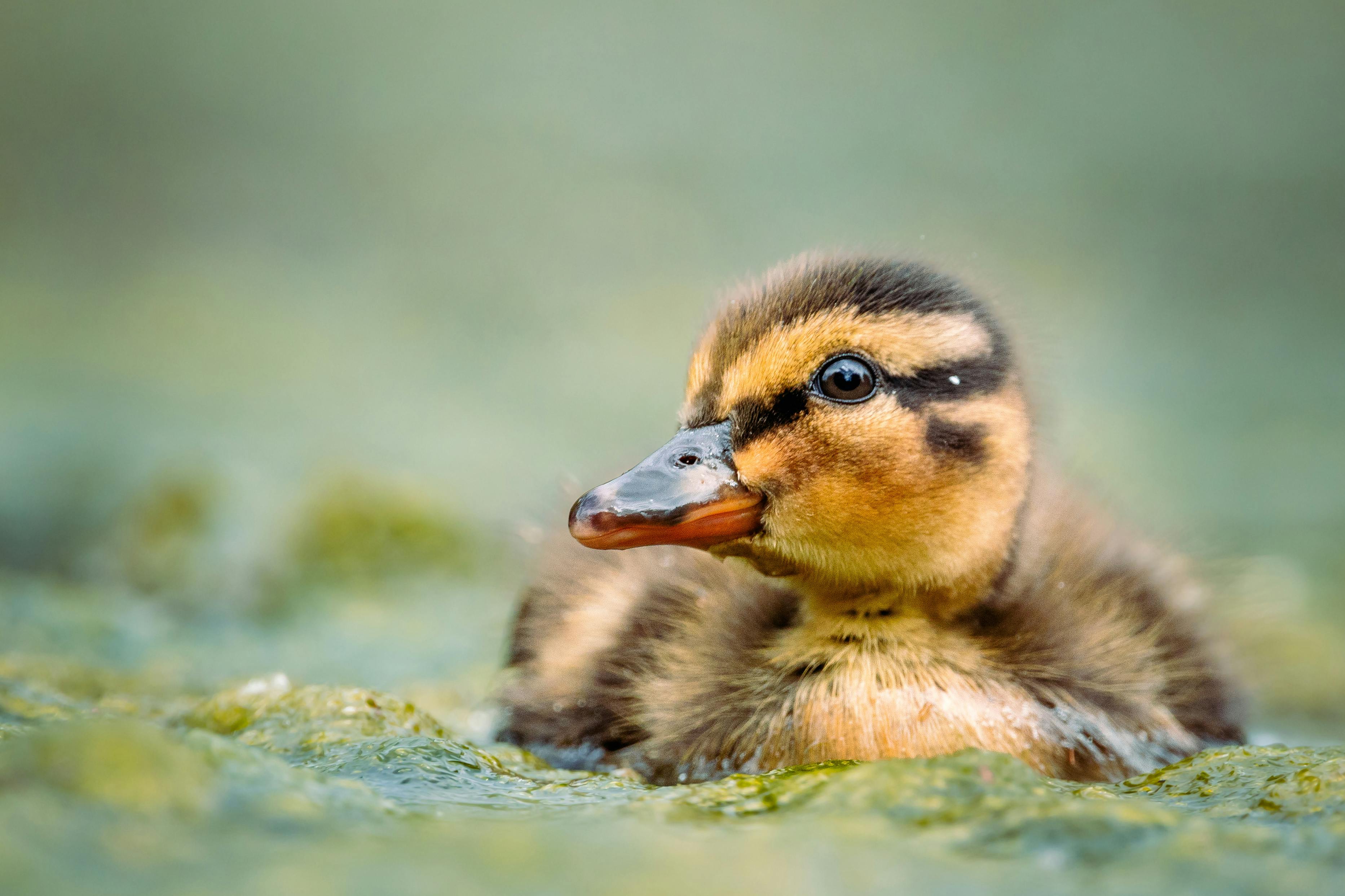 Yellow Duckling on Gray Dirt · Free Stock Photo