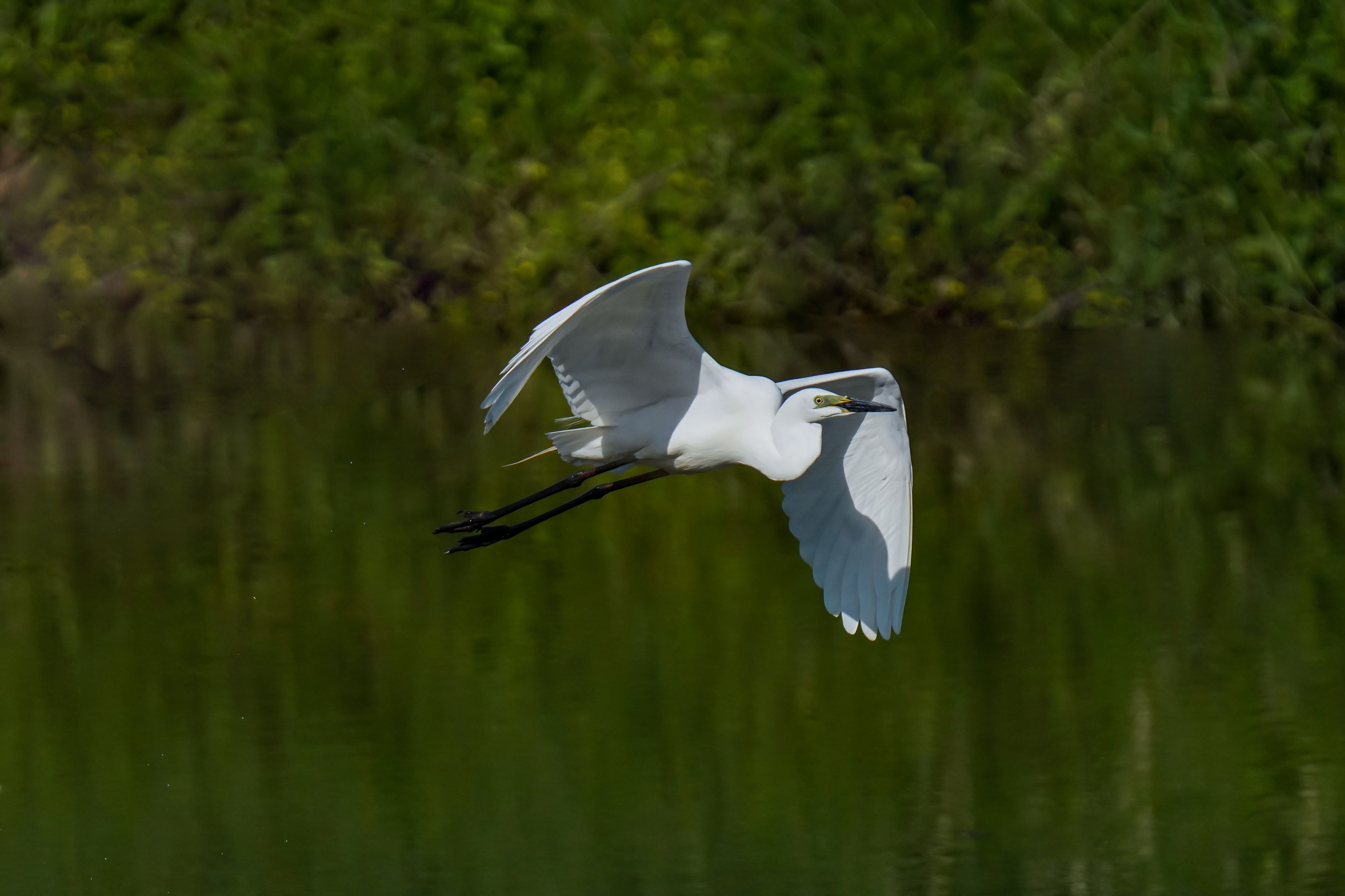 Close-up of a Flying Eastern Great Egret · Free Stock Photo