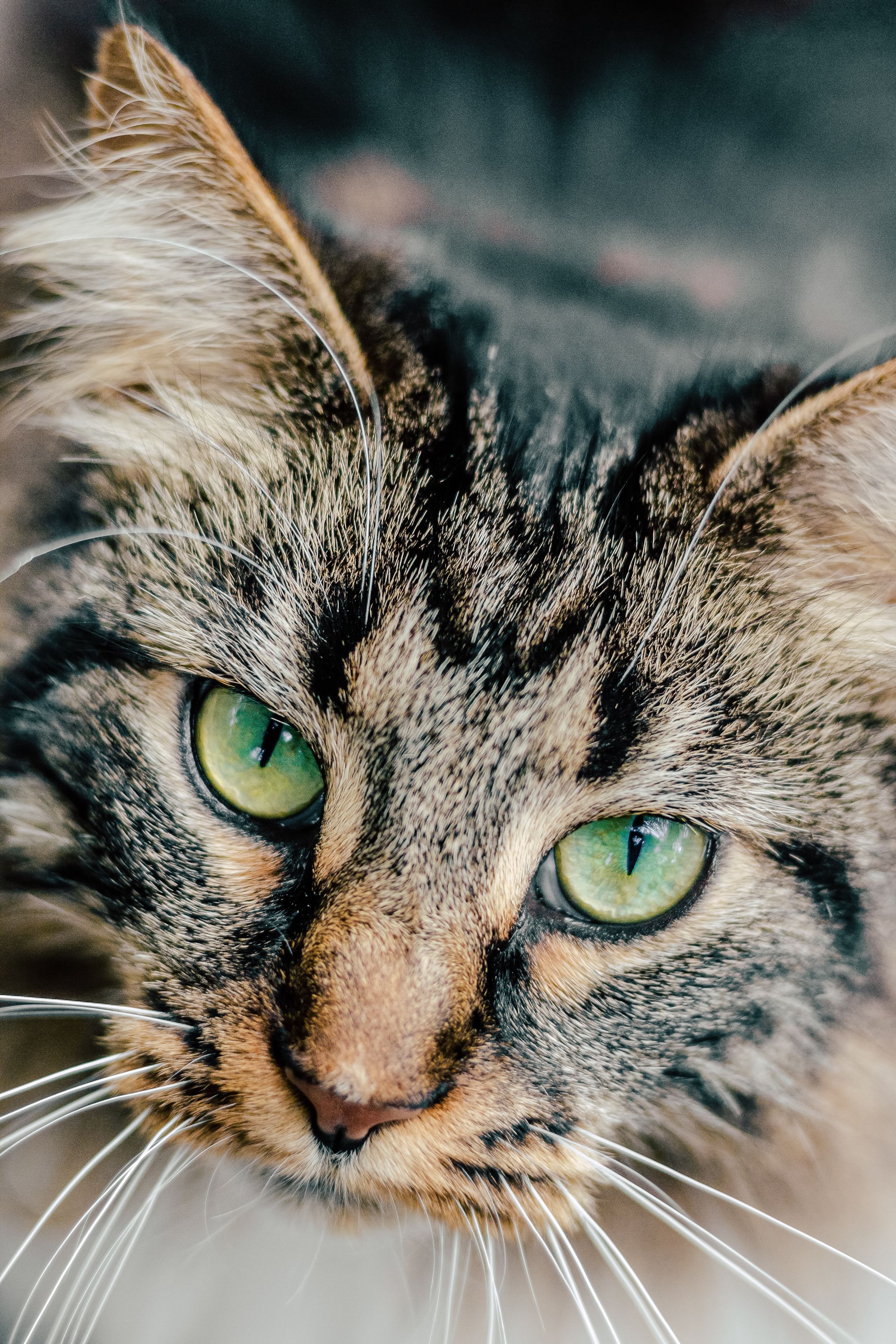 50,000+ Best Dogs And Cats Photos · 100% Free Download · Pexels Stock ...
