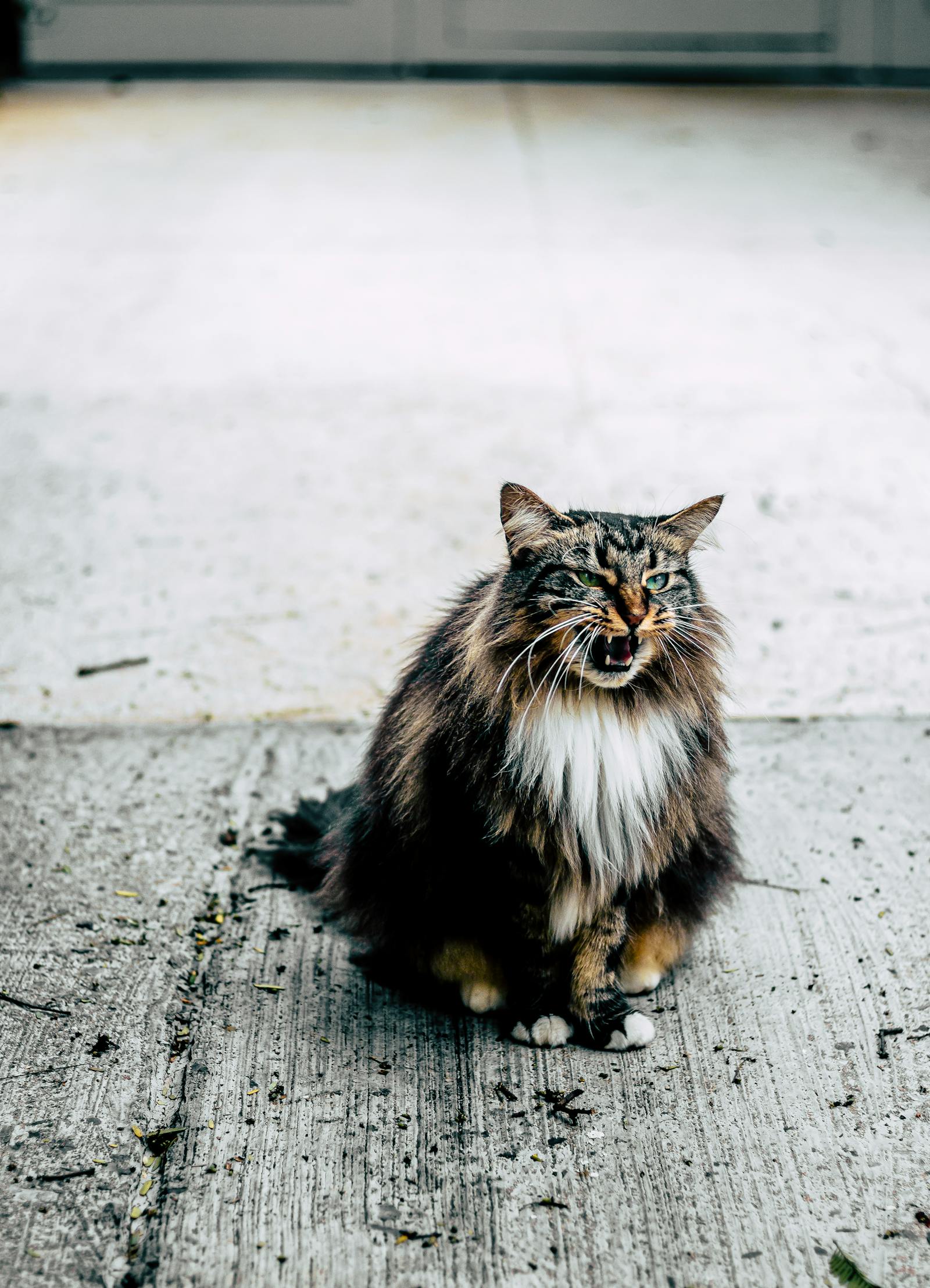 Cute Dog And Cat Images Photos, Download The BEST Free Cute Dog And Cat ...