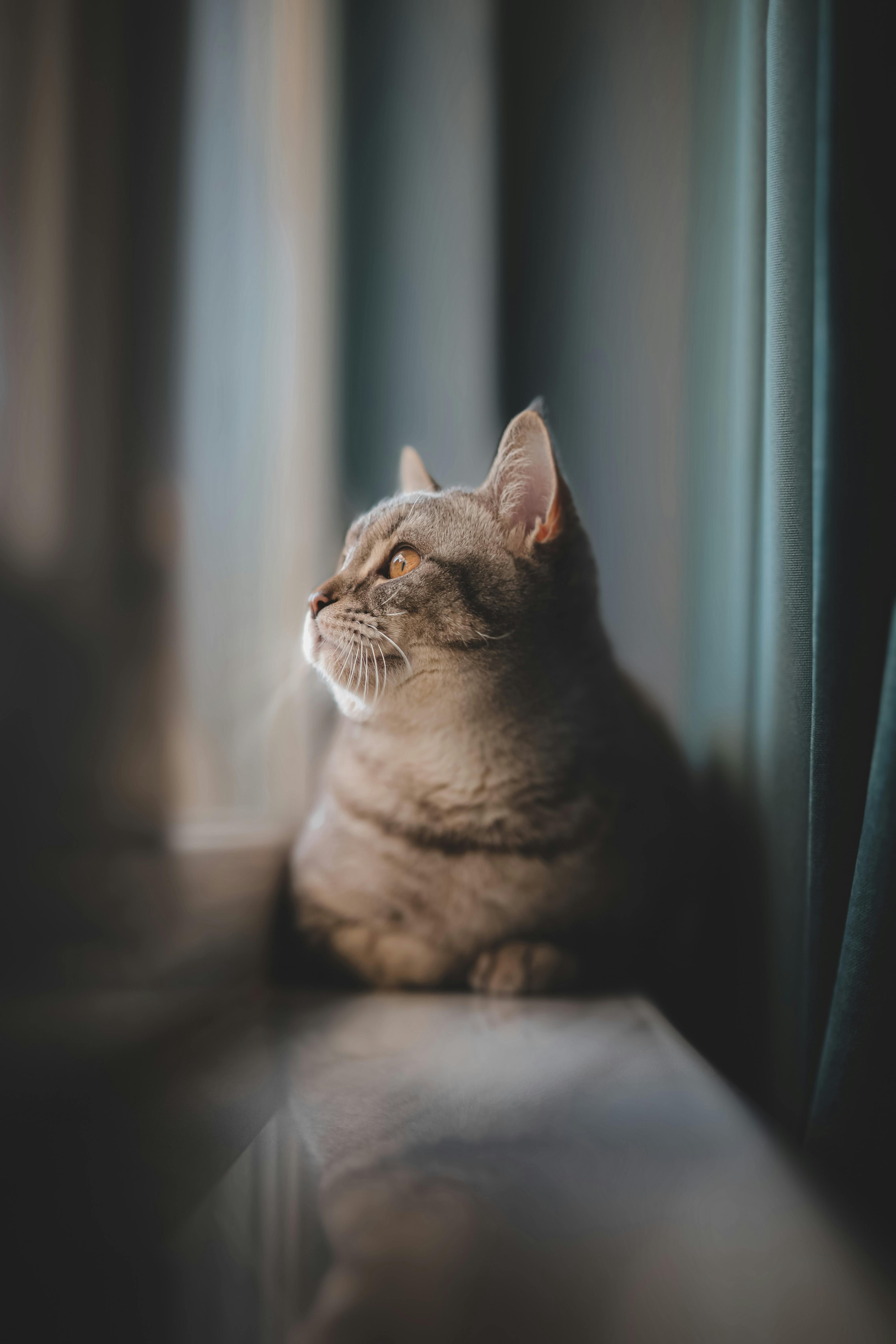Gray Short-fur Cat Near White Door · Free Stock Photo