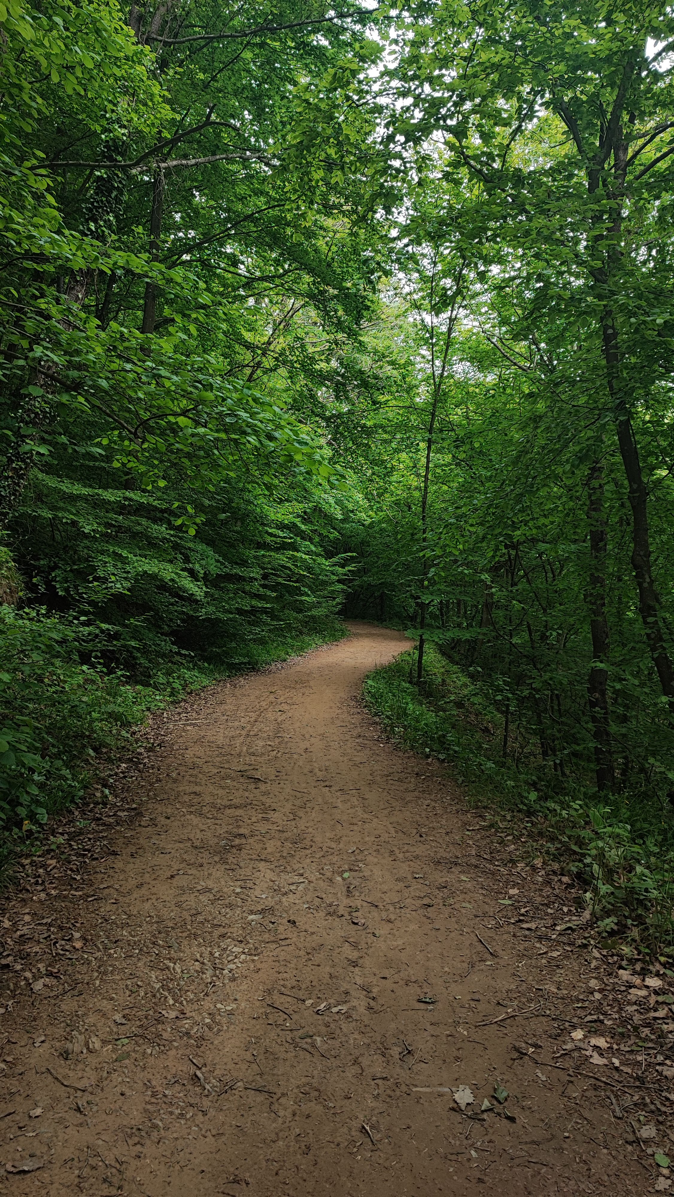 Pathway Between Green Trees at Daytime · Free Stock Photo