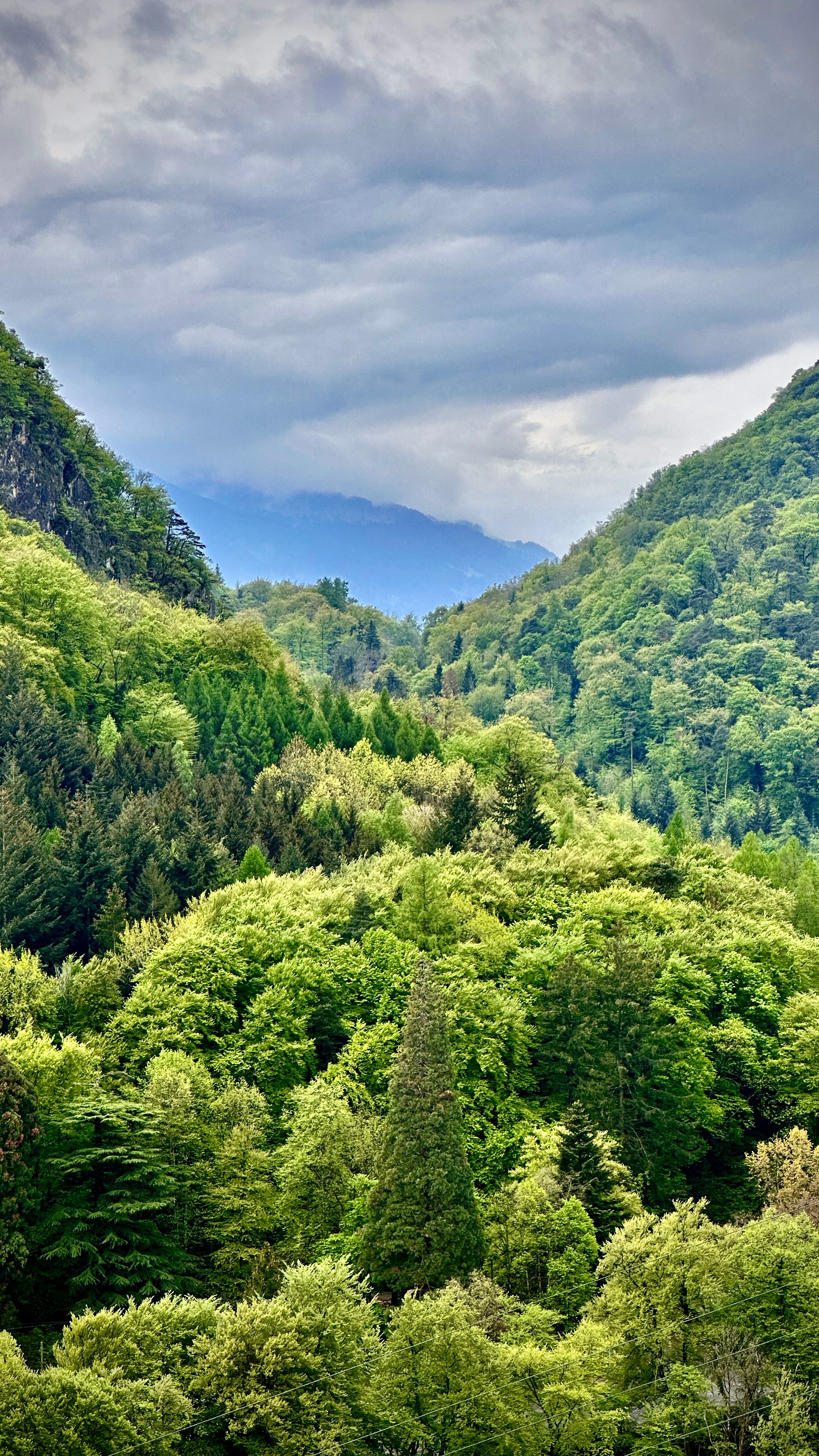 Forest Covering Mountains · Free Stock Photo