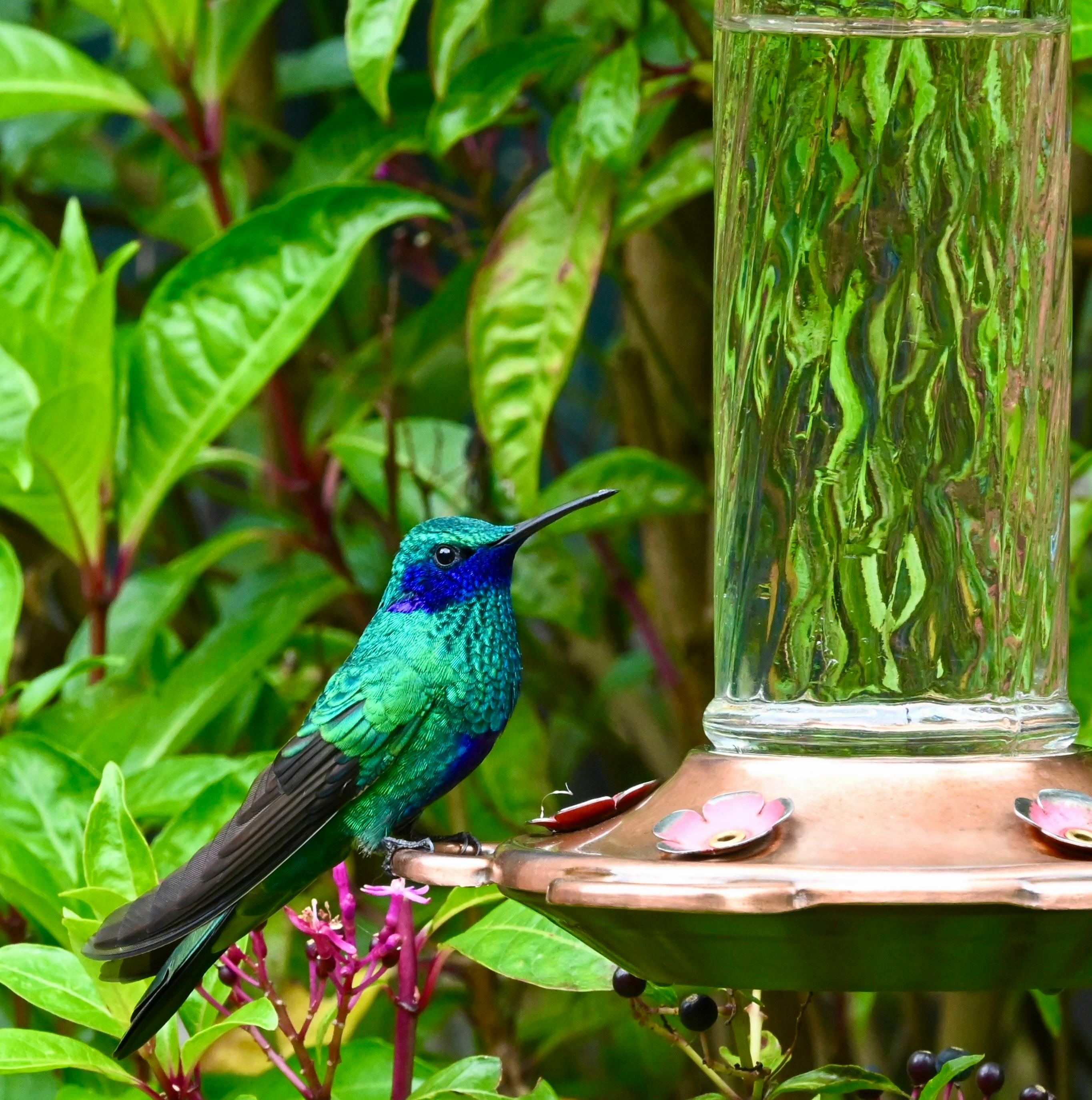 Bumblebee Hummingbird Photos, Download The BEST Free Bumblebee ...