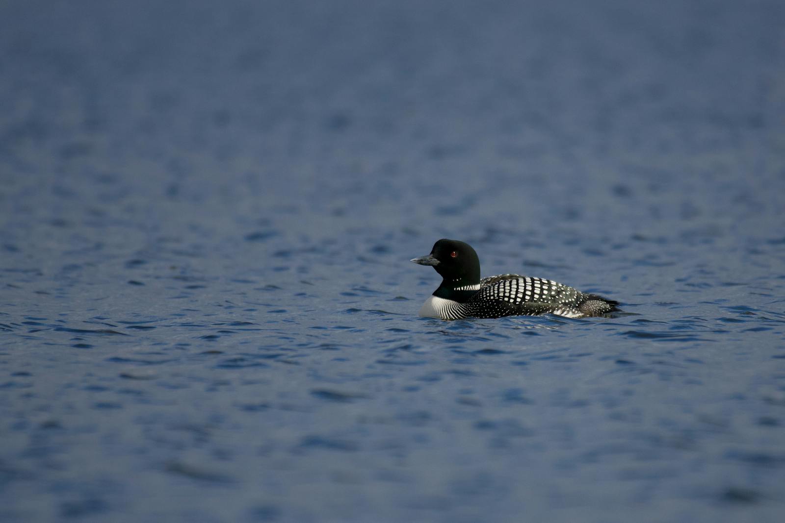 Loon Photos, Download The BEST Free Loon Stock Photos & HD Images