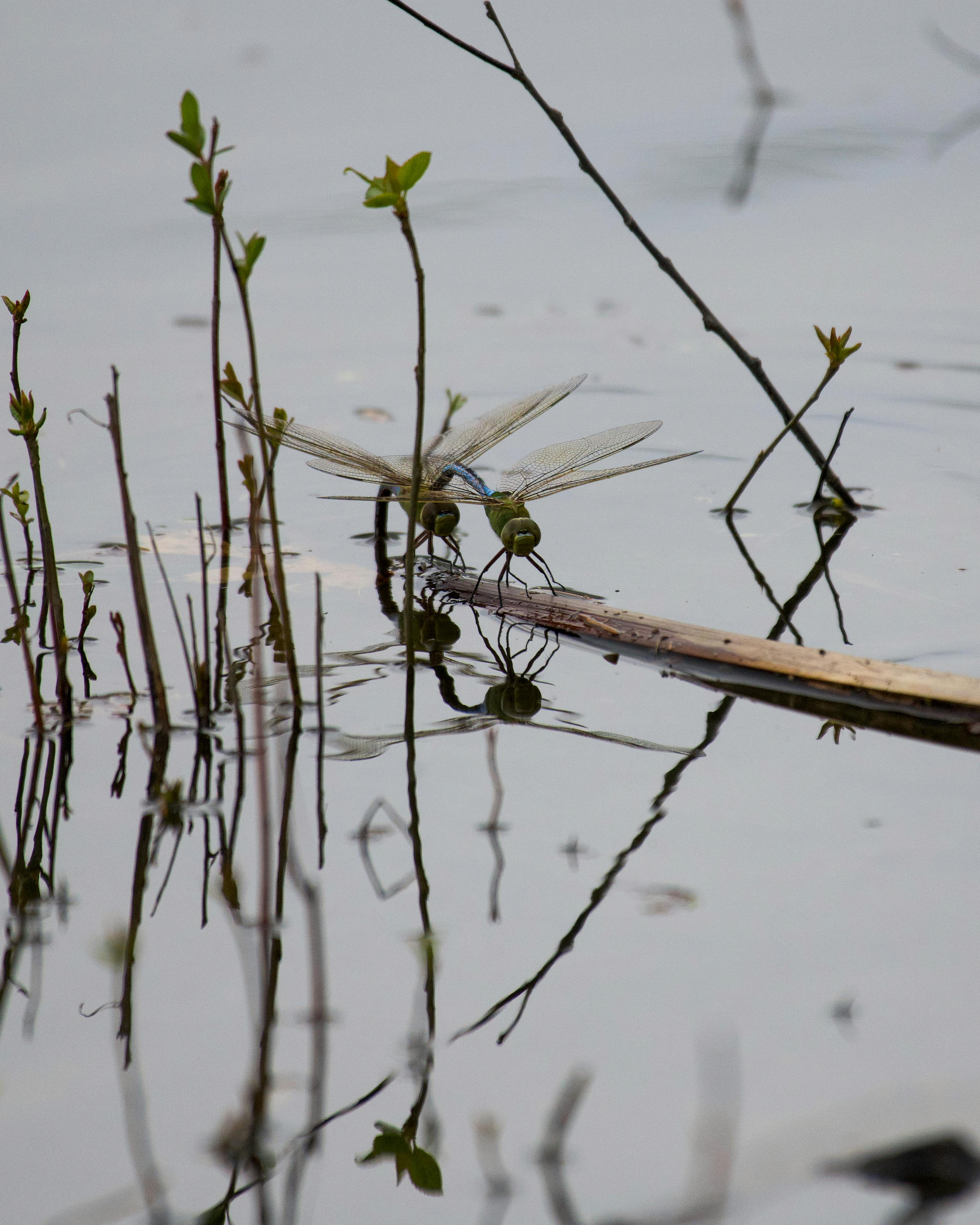 Insects In Marsh Photos, Download The BEST Free Insects In Marsh Stock ...