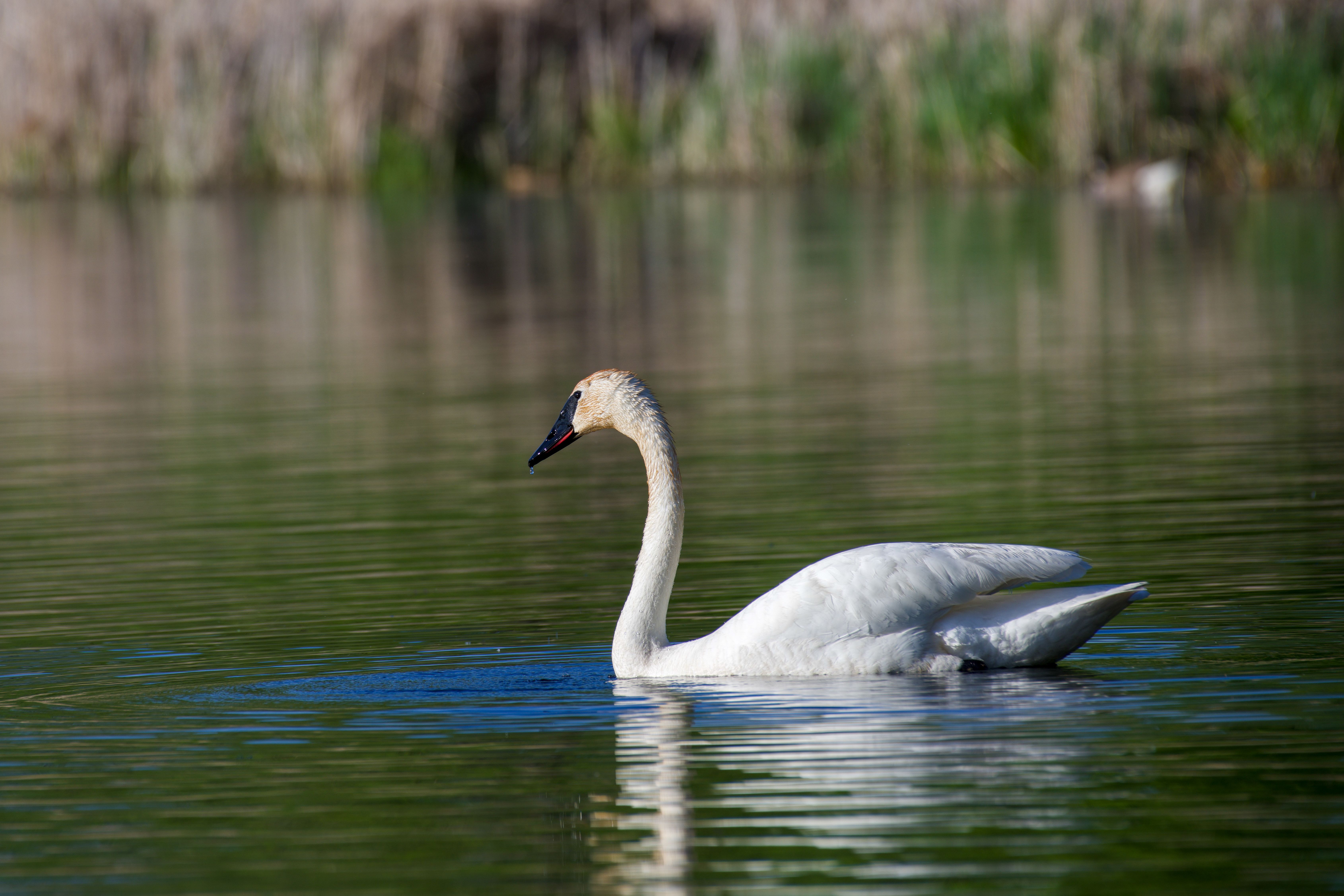Swans Swimming in a Lake · Free Stock Photo