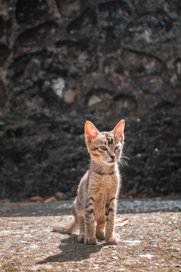 Sad Cat Photos, Download The BEST Free Sad Cat Stock Photos & HD Images