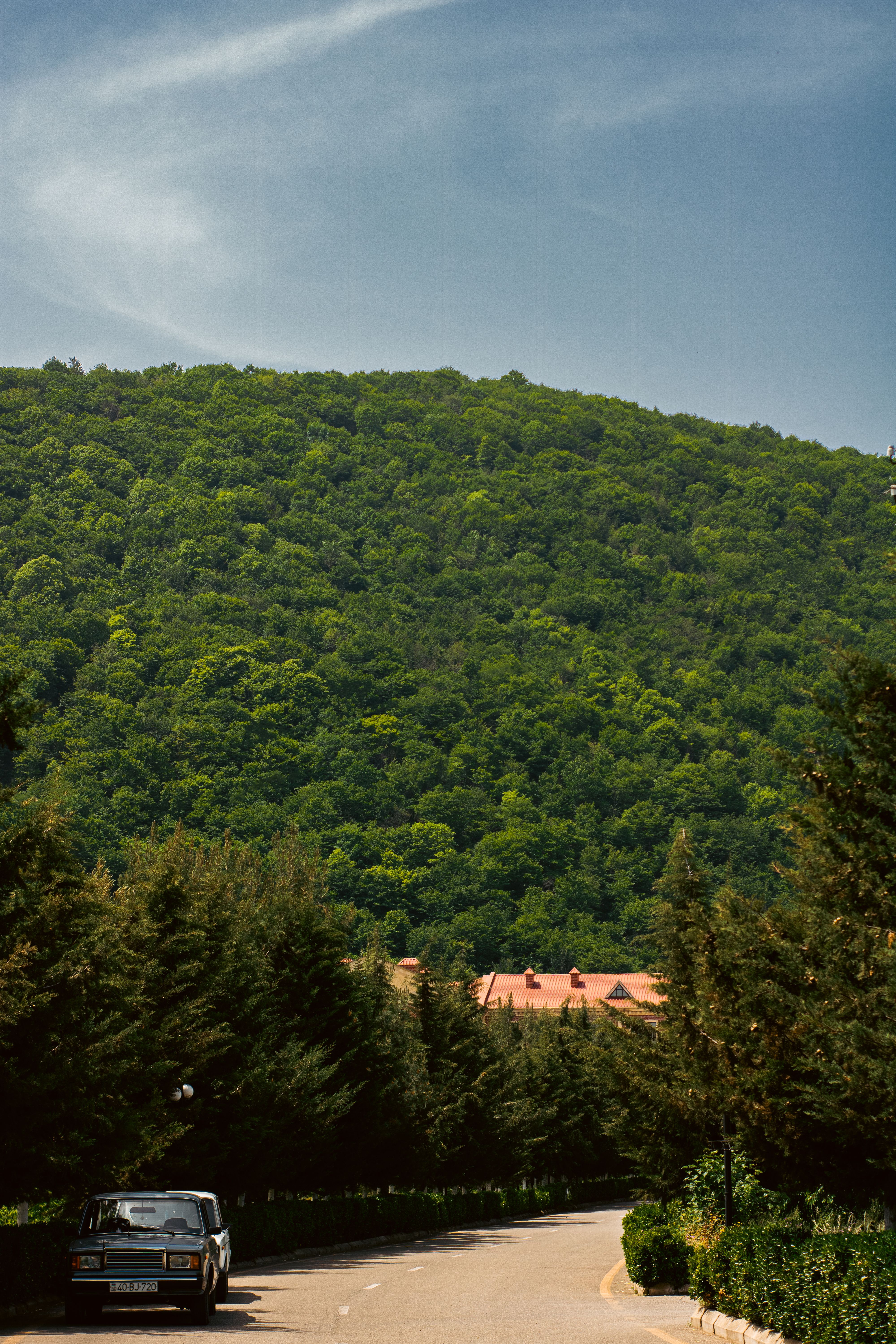 Green Forest on Hill · Free Stock Photo