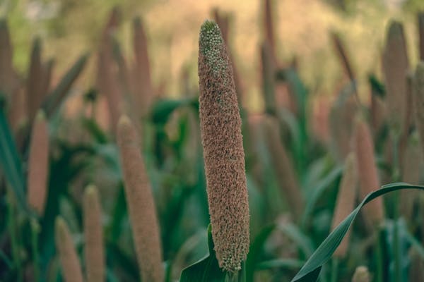 Millet Photos, Download The BEST Free Millet Stock Photos & HD Images