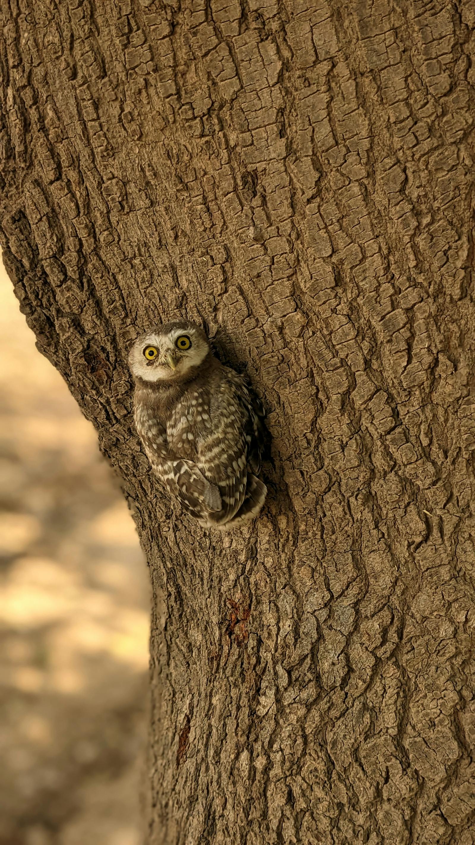Spotted Owlet Photos, Download The BEST Free Spotted Owlet Stock Photos ...