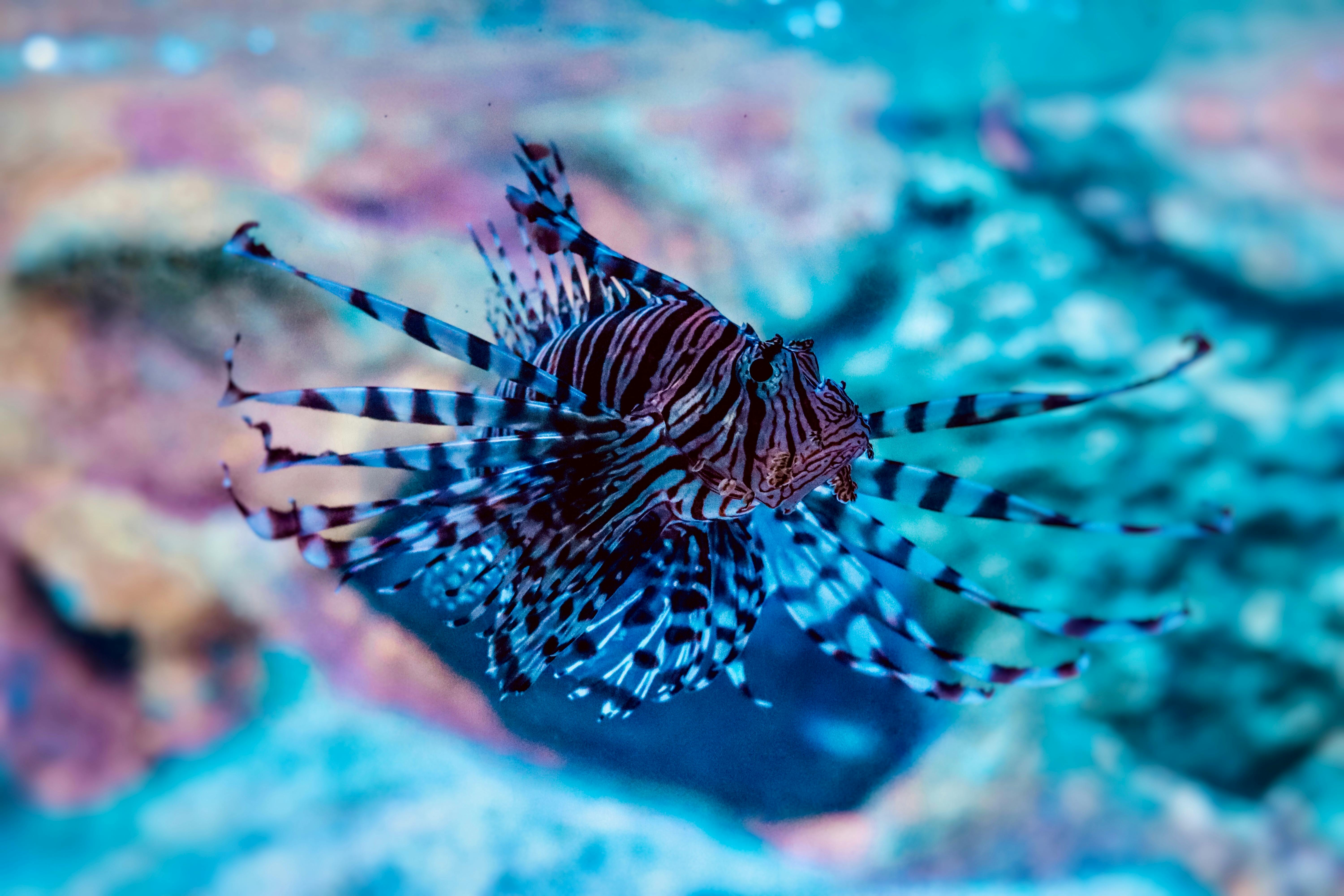 A Close-Up Shot of a Lionfish Underwater · Free Stock Photo