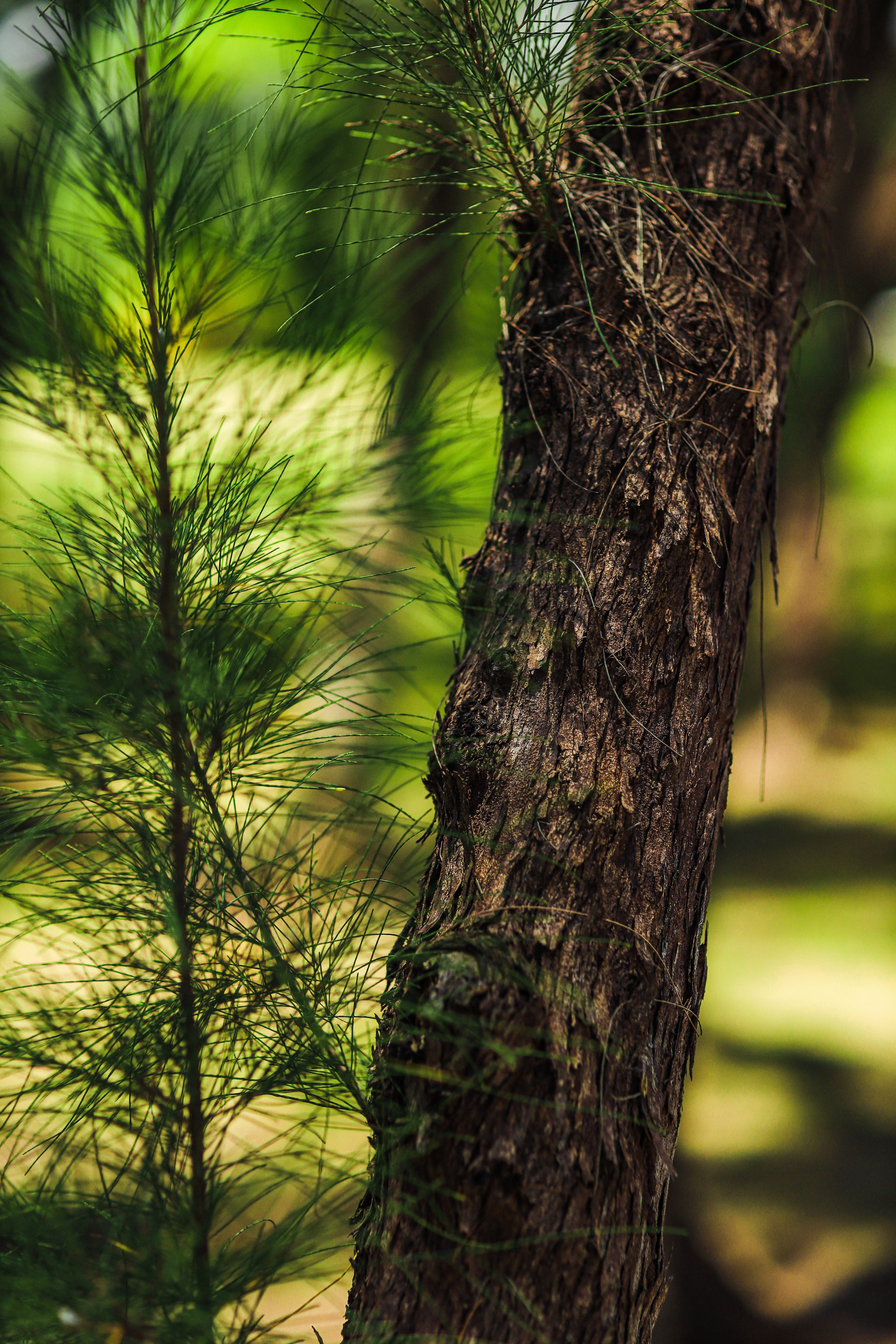 Brown Tree · Free Stock Photo